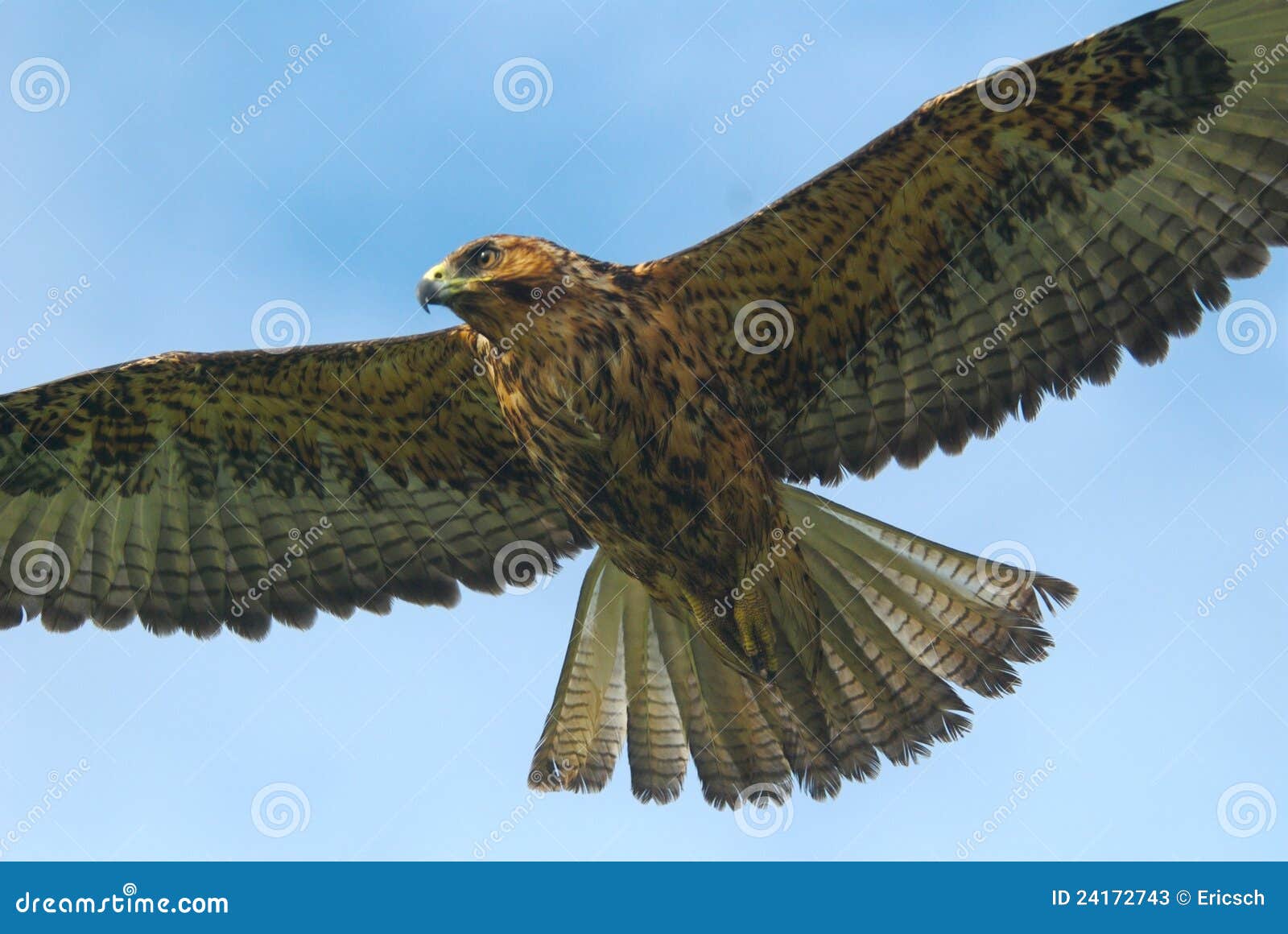 Hawk in flight stock image. Image of brown, nest, glide - 24172743