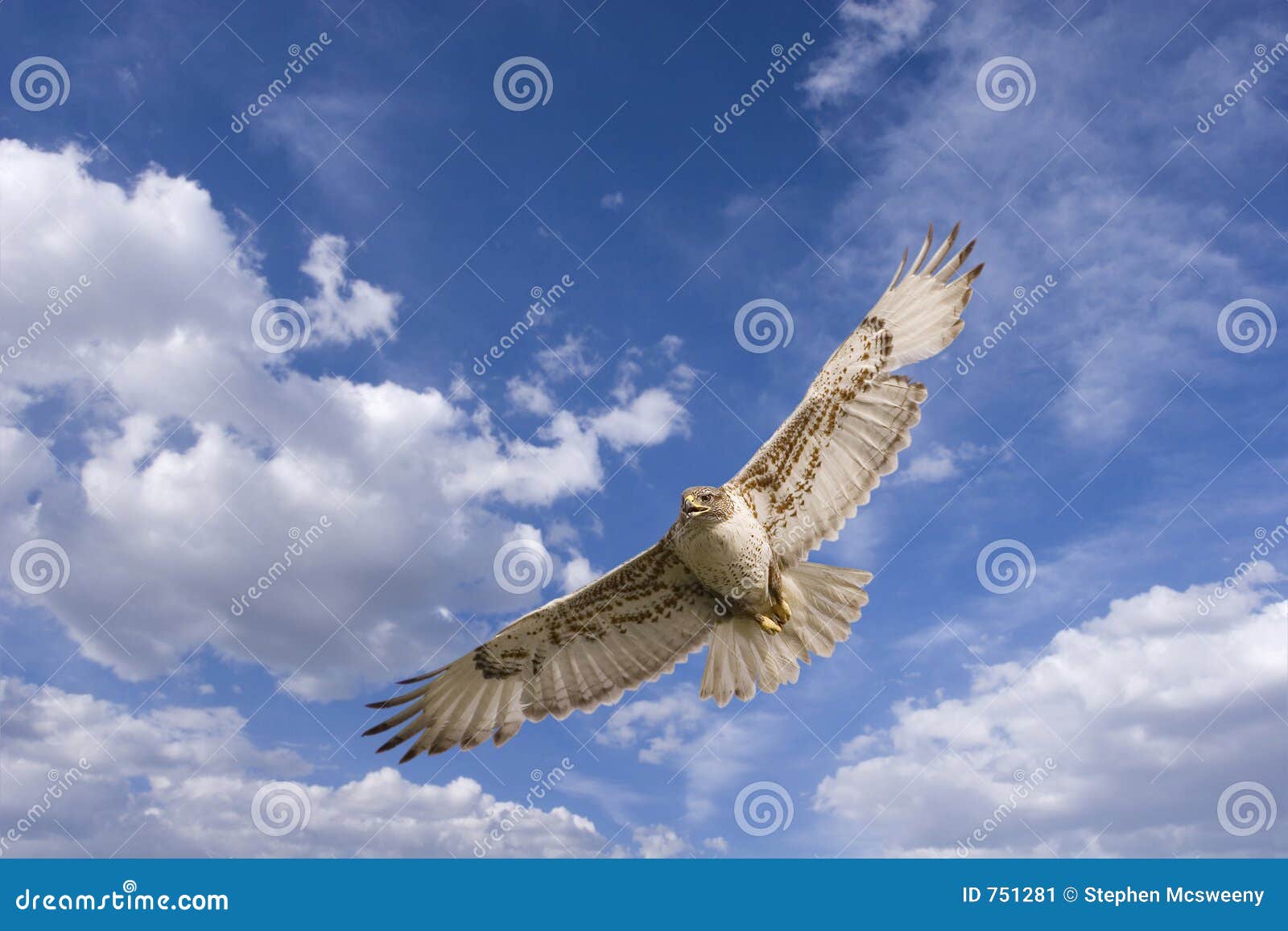 Hawk flight stock image. Image of beak, hawk, raptor, clouds - 751281