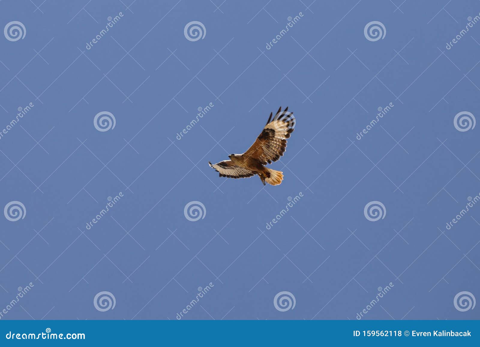 Hawk in flight stock photo. Image of flying, avian, bird - 159562118