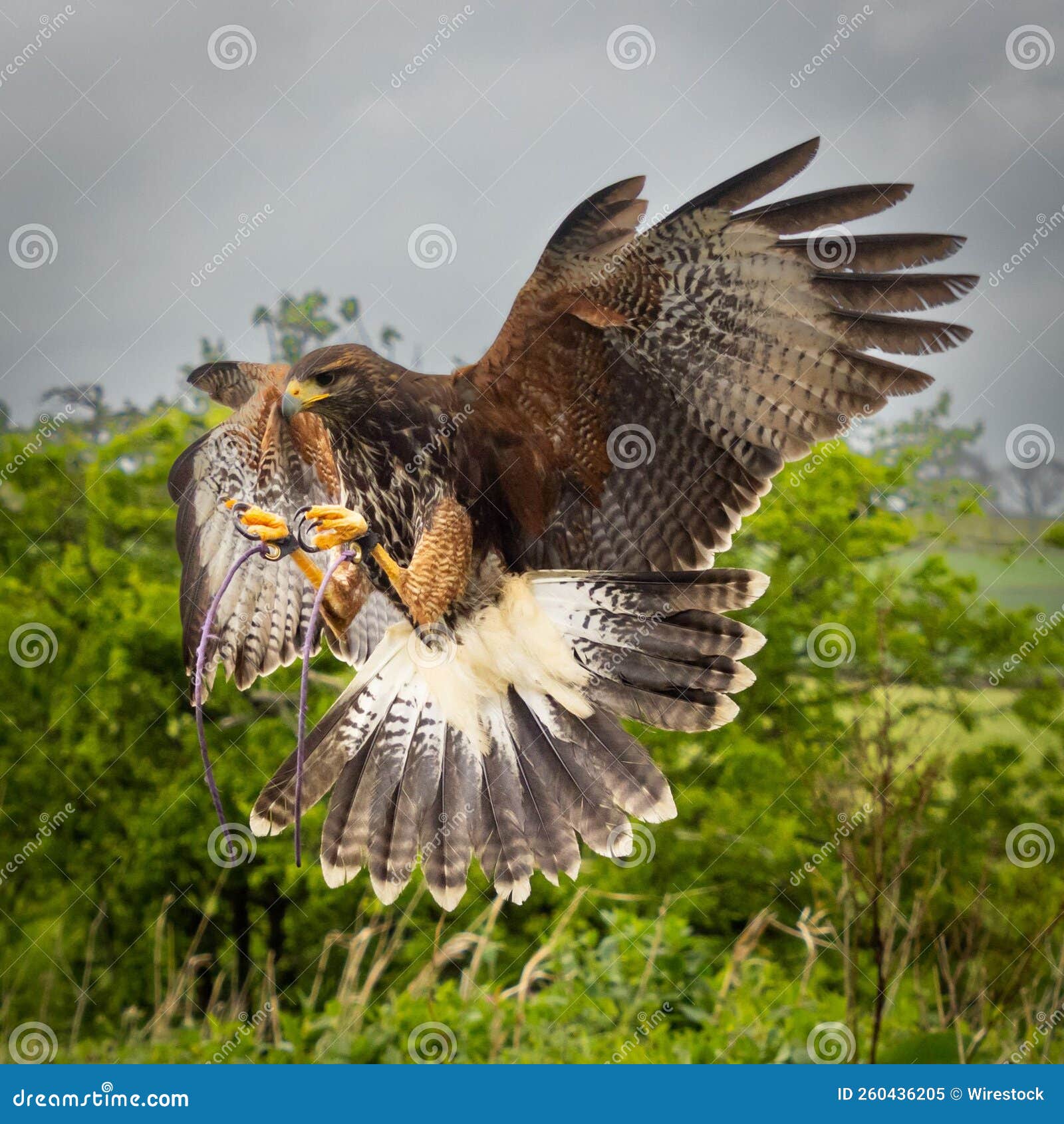 Hawk in Flight Flaring Wings Stock Image - Image of brown, beak: 260436205