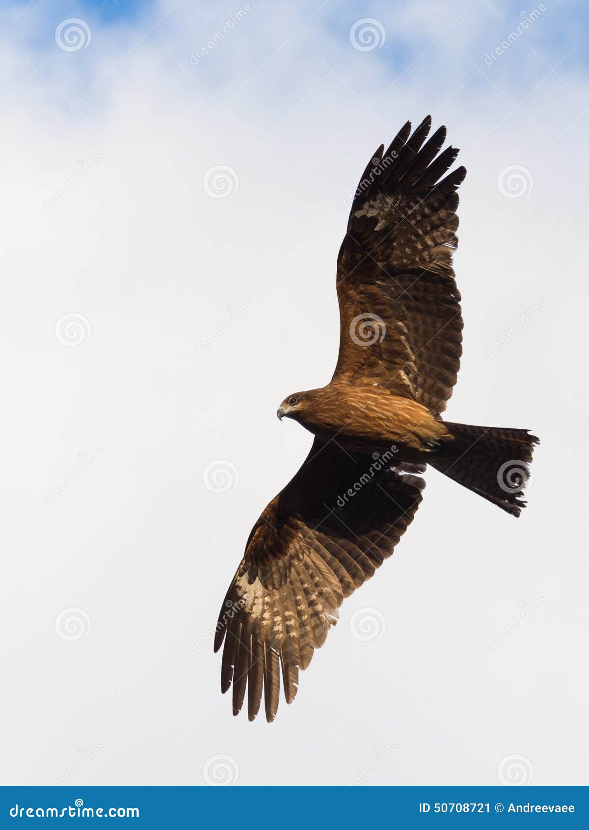 Hawk in flight stock image. Image of hunting, animals - 50708721