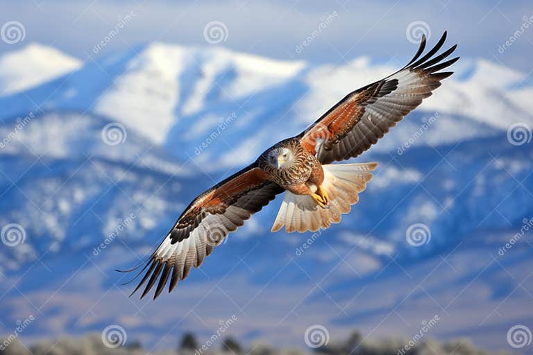 Hawk in Flight with Snow Covered Mountains in Background Stock ...
