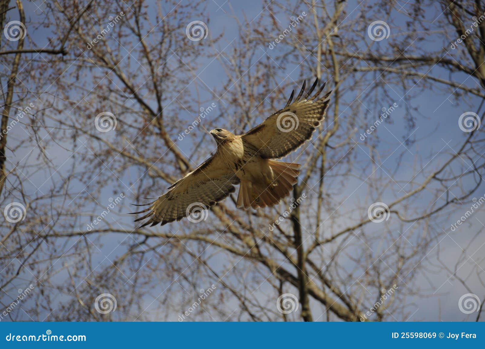 Hawk Flying stock image. Image of predator, beautiful - 25598069