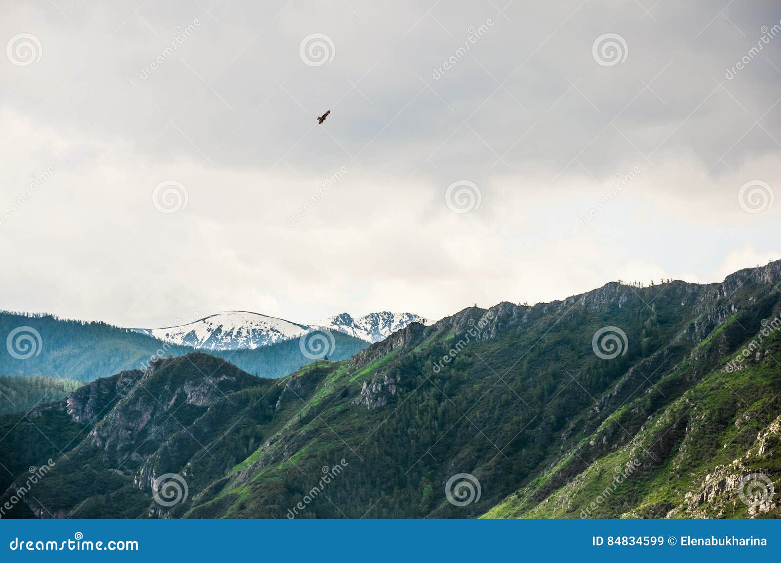 Hawk Flying Above the Mountains Stock Image - Image of animal, raptor ...