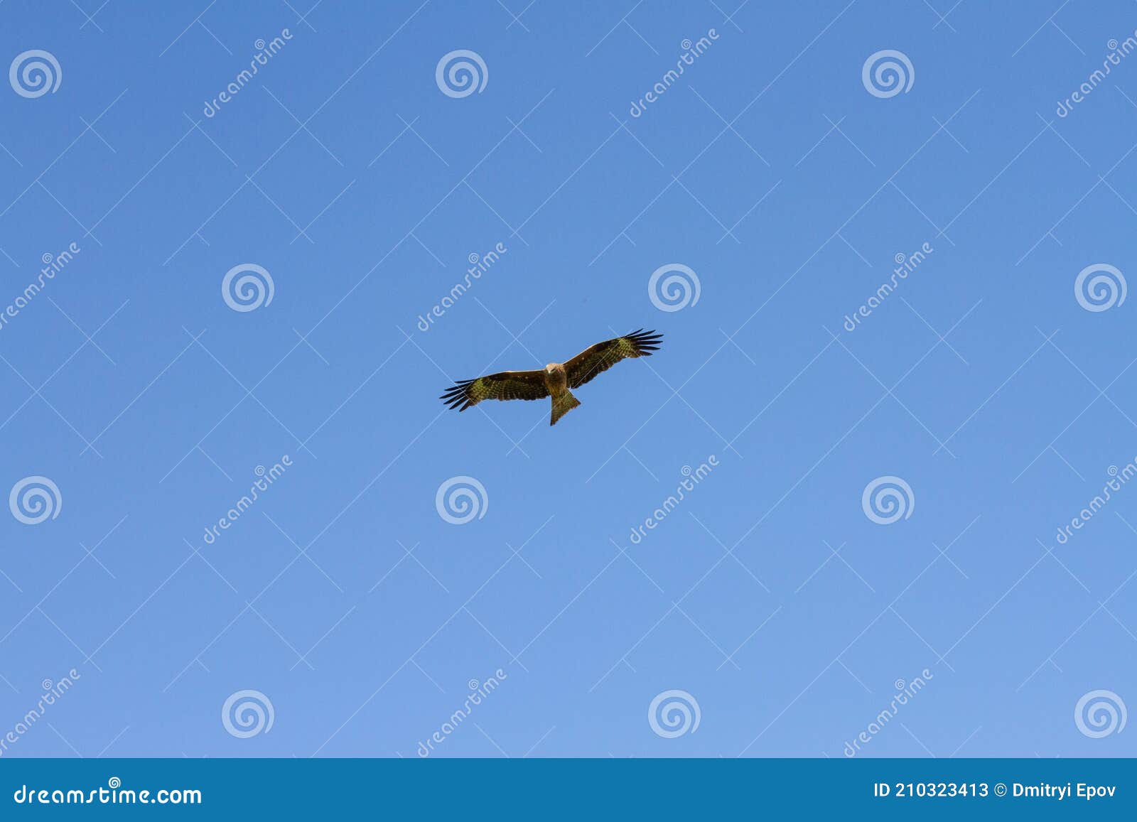 Hawk Flying in Blue Sky and Hunting Stock Image - Image of brown ...