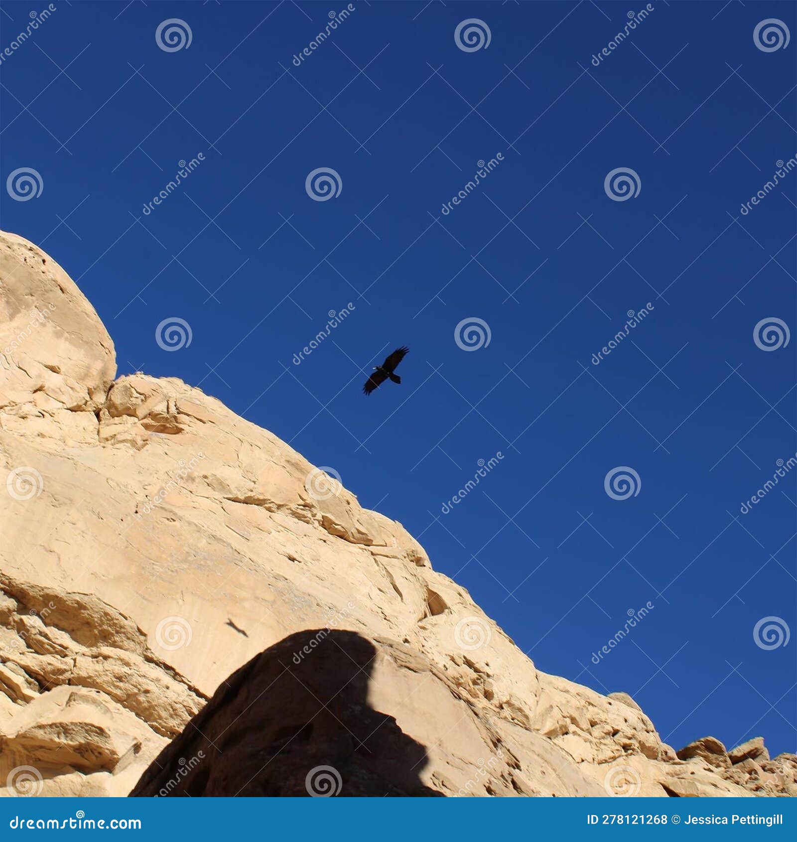 Hawk flying in the desert stock photo. Image of mountain - 278121268