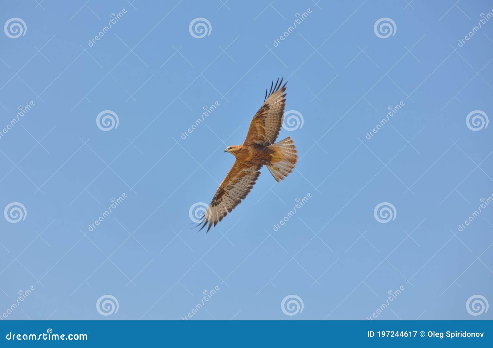 Hawk Flying High in the Blue Sky Stock Image - Image of prey, flight ...