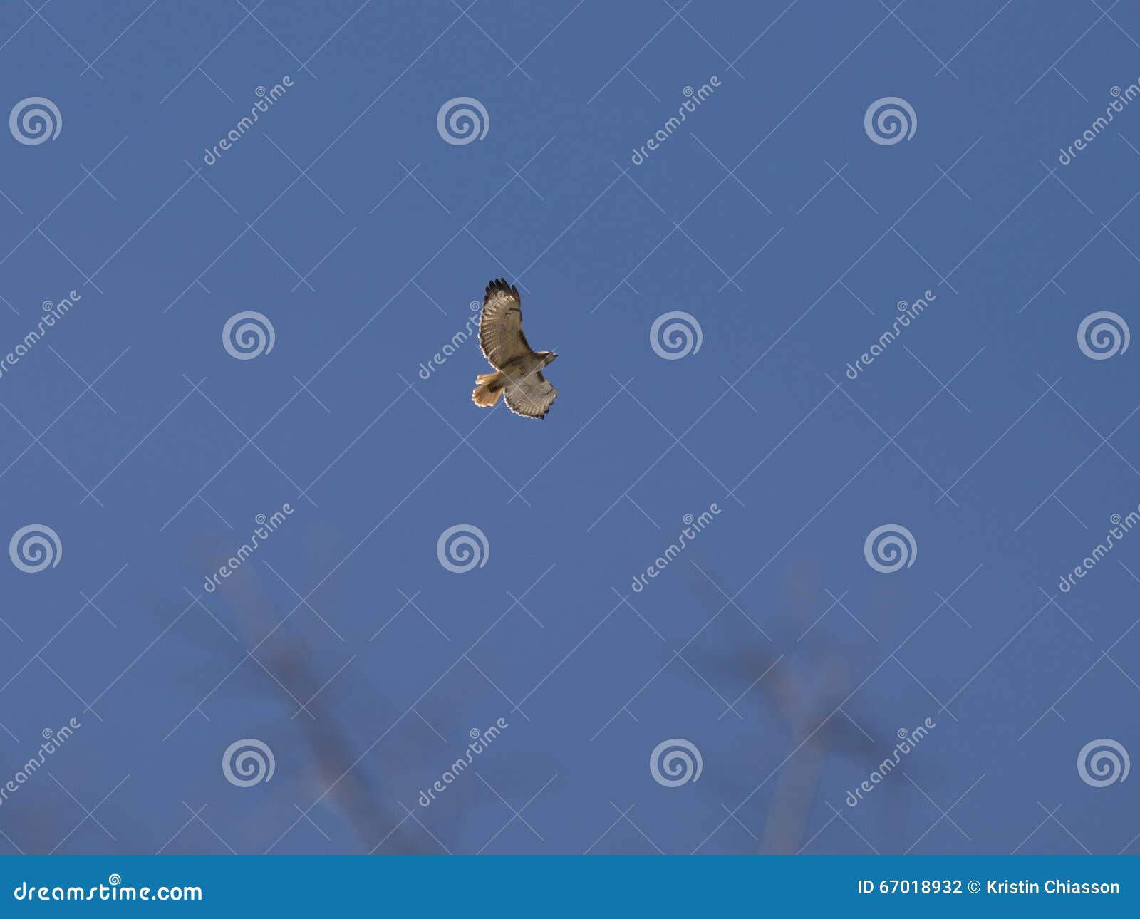 Hawk flying high stock photo. Image of actions, flight - 67018932
