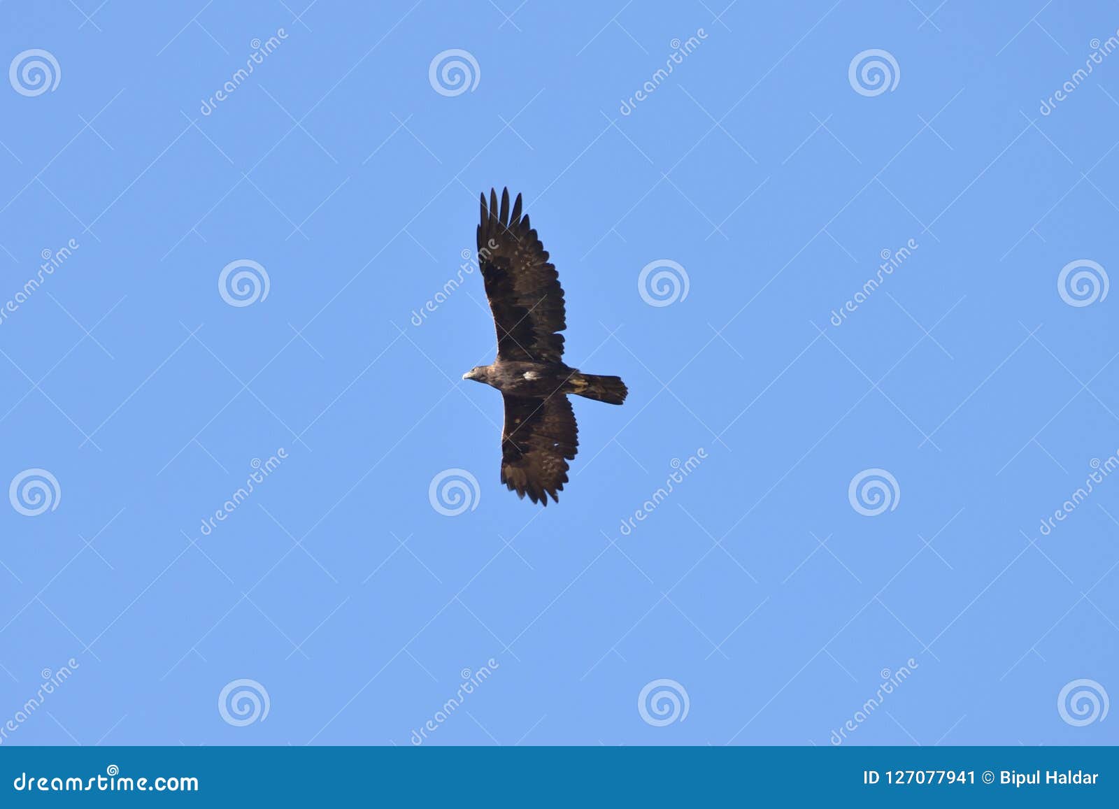 A Hawk Flying High Over Lower Lake Stock Image - Image of lake, hawk ...