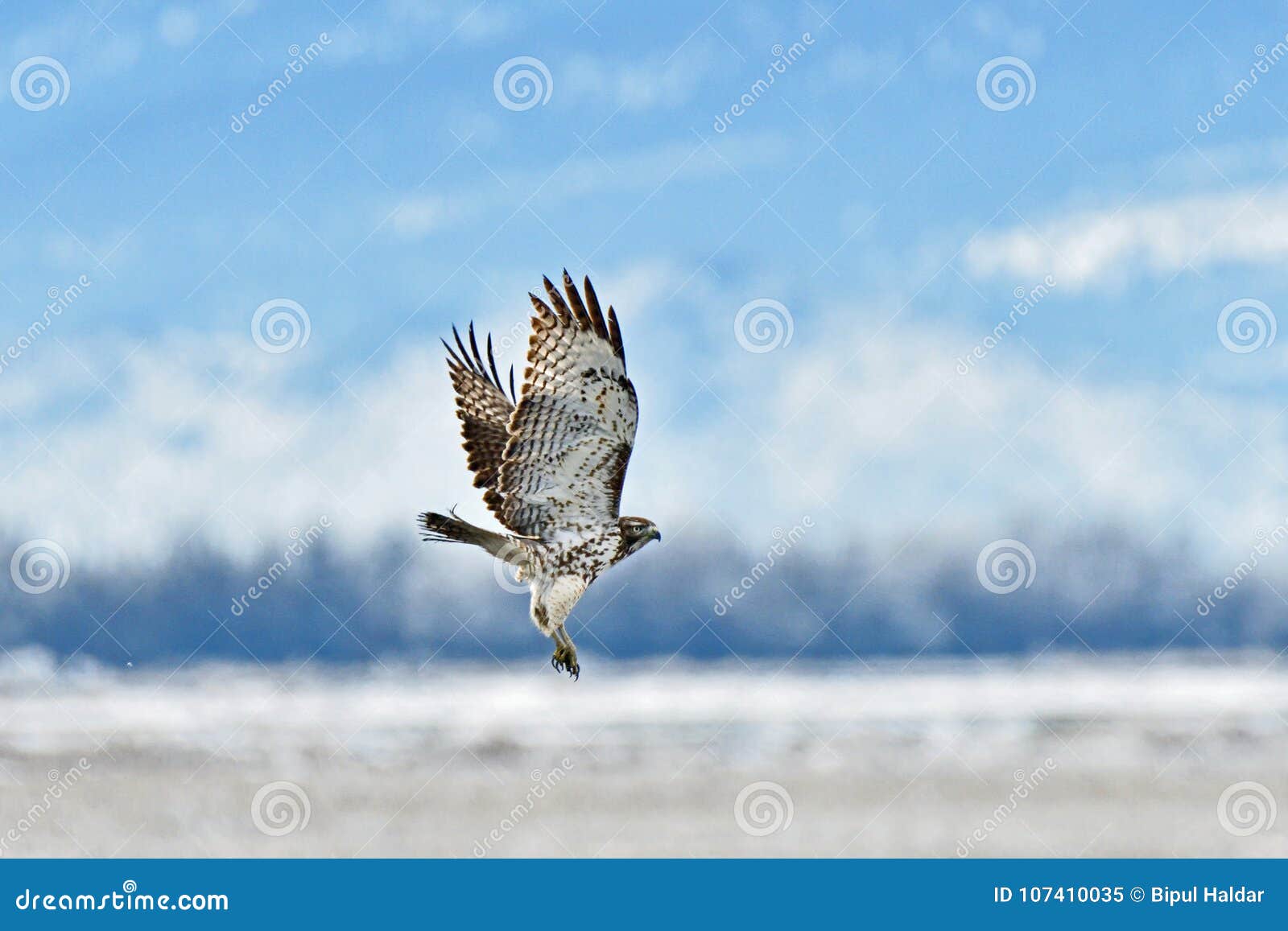 A Hawk Flying High Under the Sky Stock Image - Image of oregon ...