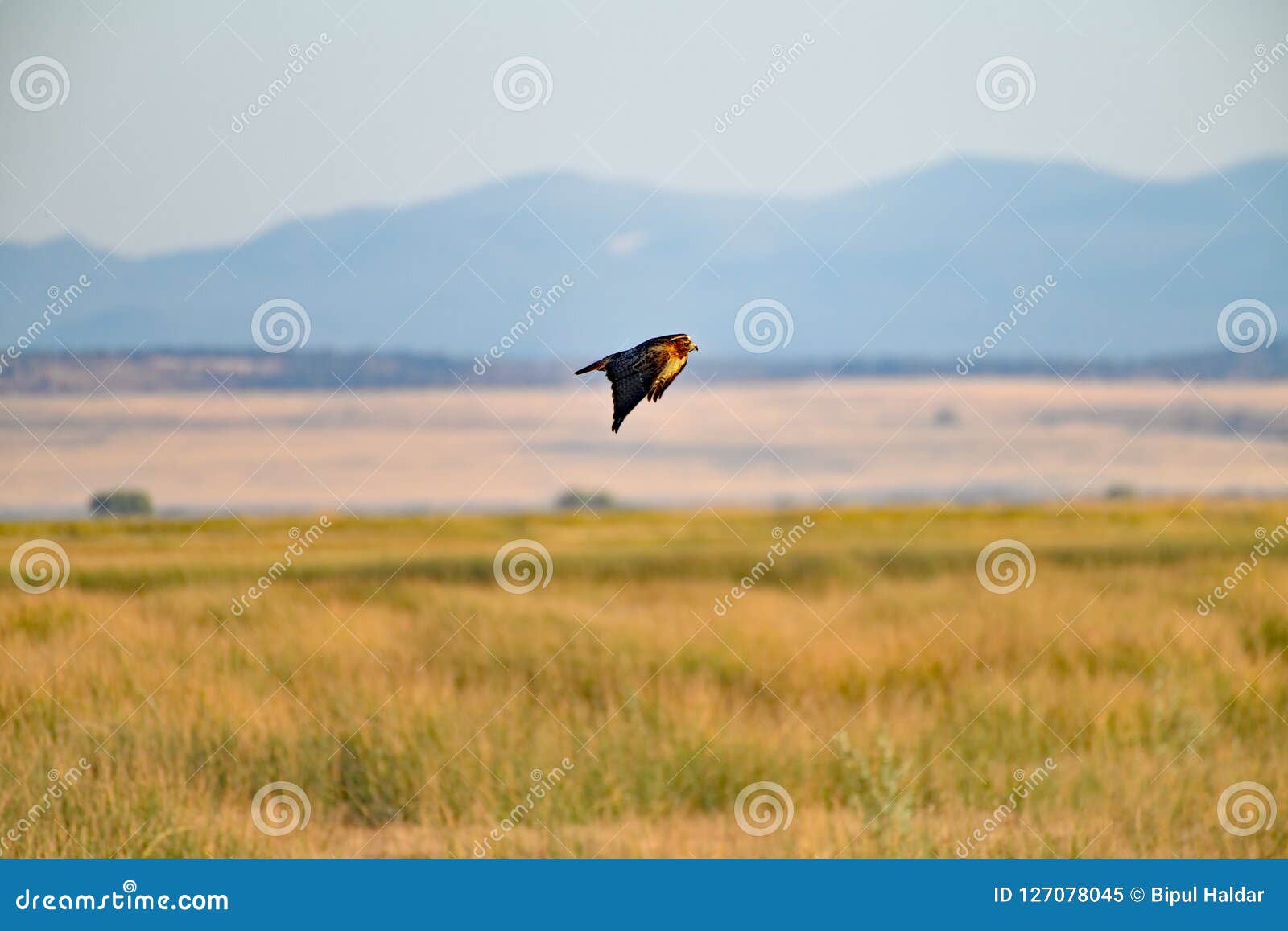 A Hawk Flying Low Over Lower Lake Stock Image - Image of flying, fall ...