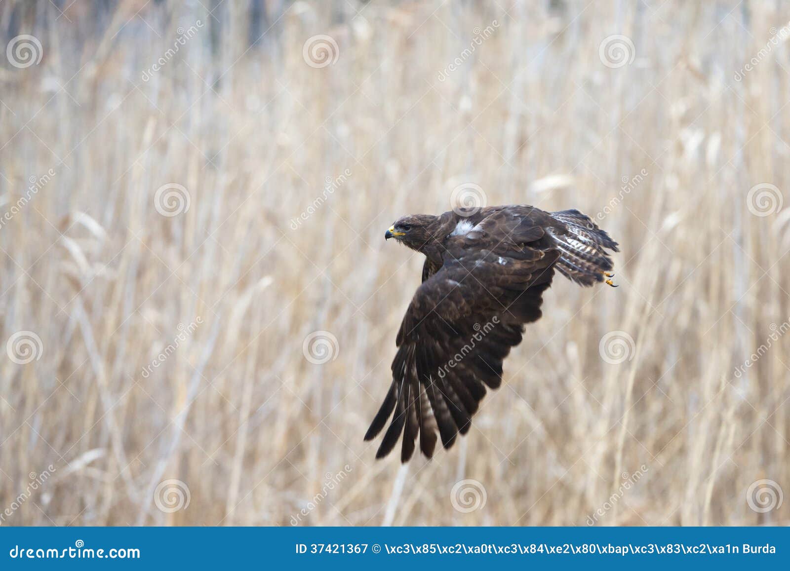 Hawk stock image. Image of wildlife, field, falconry - 37421367