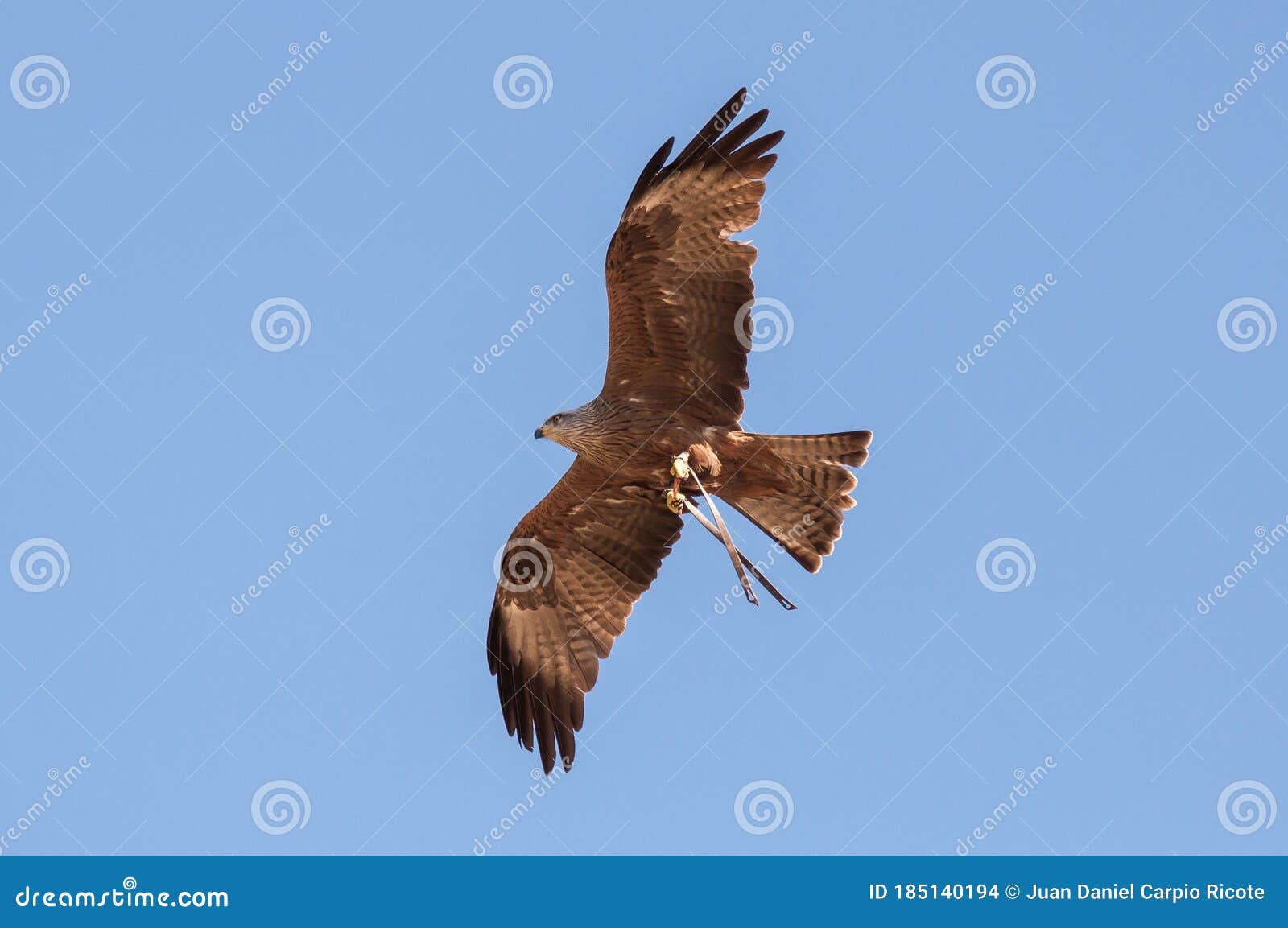 Hawk Flying Over. Blue Sky in the Background Stock Photo - Image of ...
