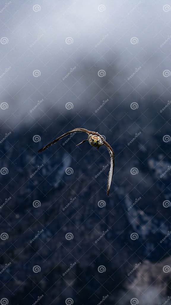 Hawk Flying Over Dense Trees in Hallstatt Stock Image - Image of wings ...
