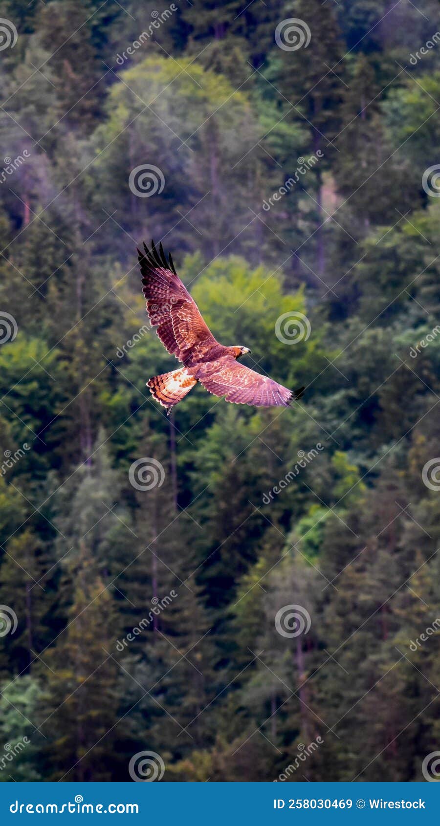 Hawk Flying Over Dense Trees in Hallstatt Stock Image - Image of trees ...