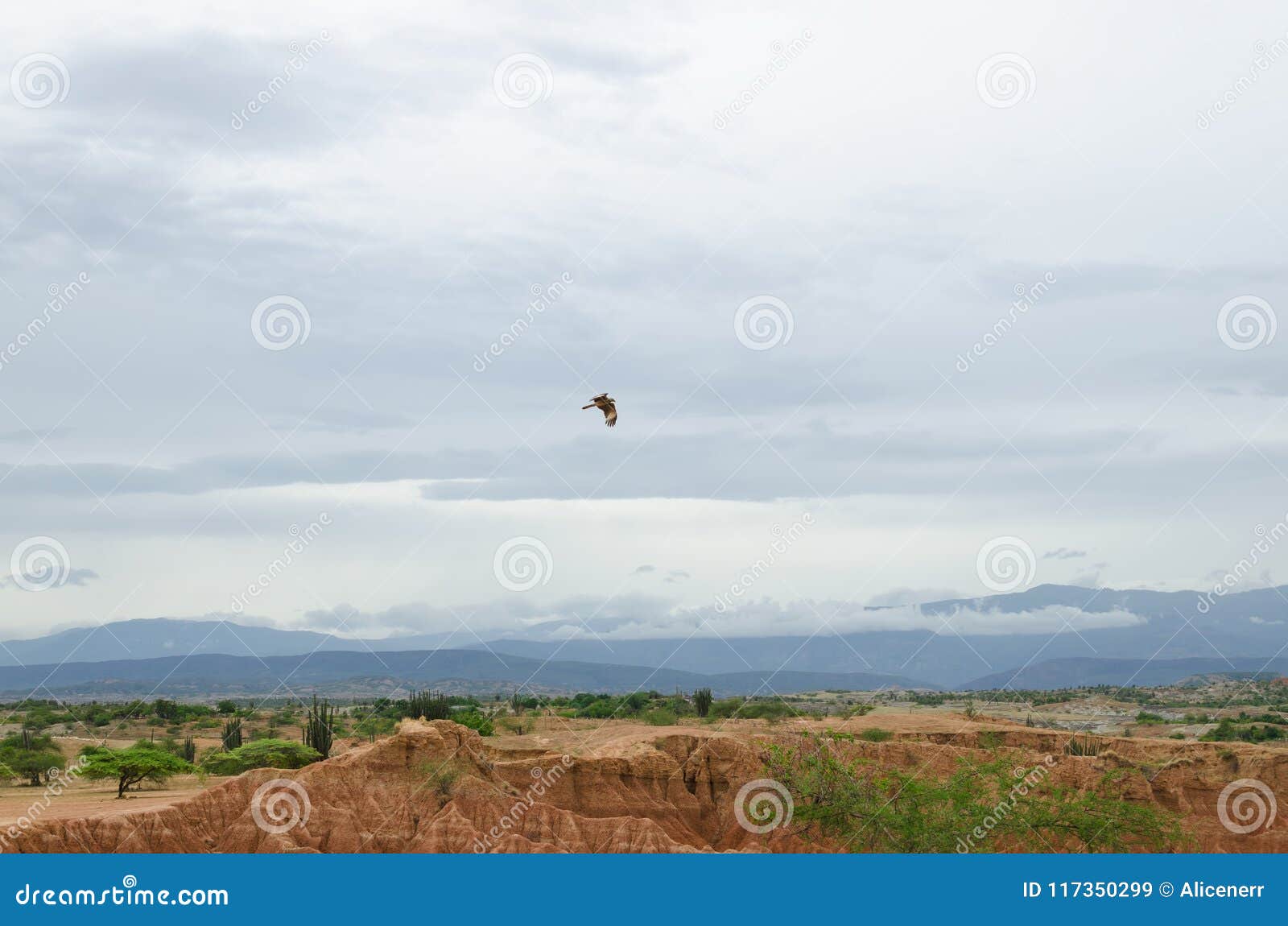 Hawk flying over desert stock image. Image of rainy - 117350299