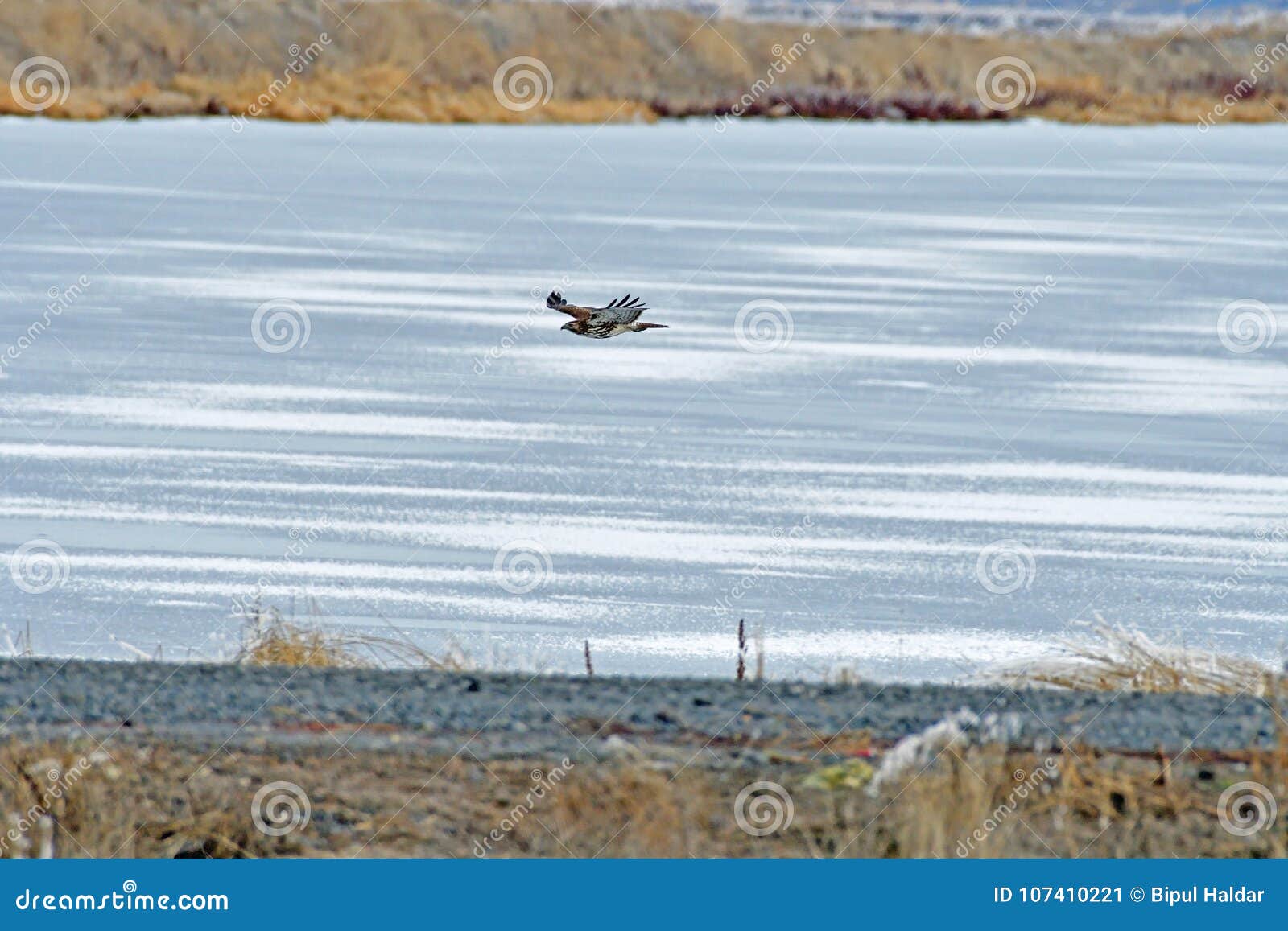 A Hawk Flying Over the River Stock Image - Image of park, hawk: 107410221