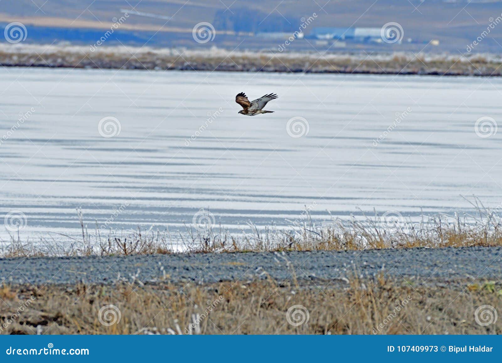 A Hawk Flying Over the River Stock Image - Image of animal, klamath ...