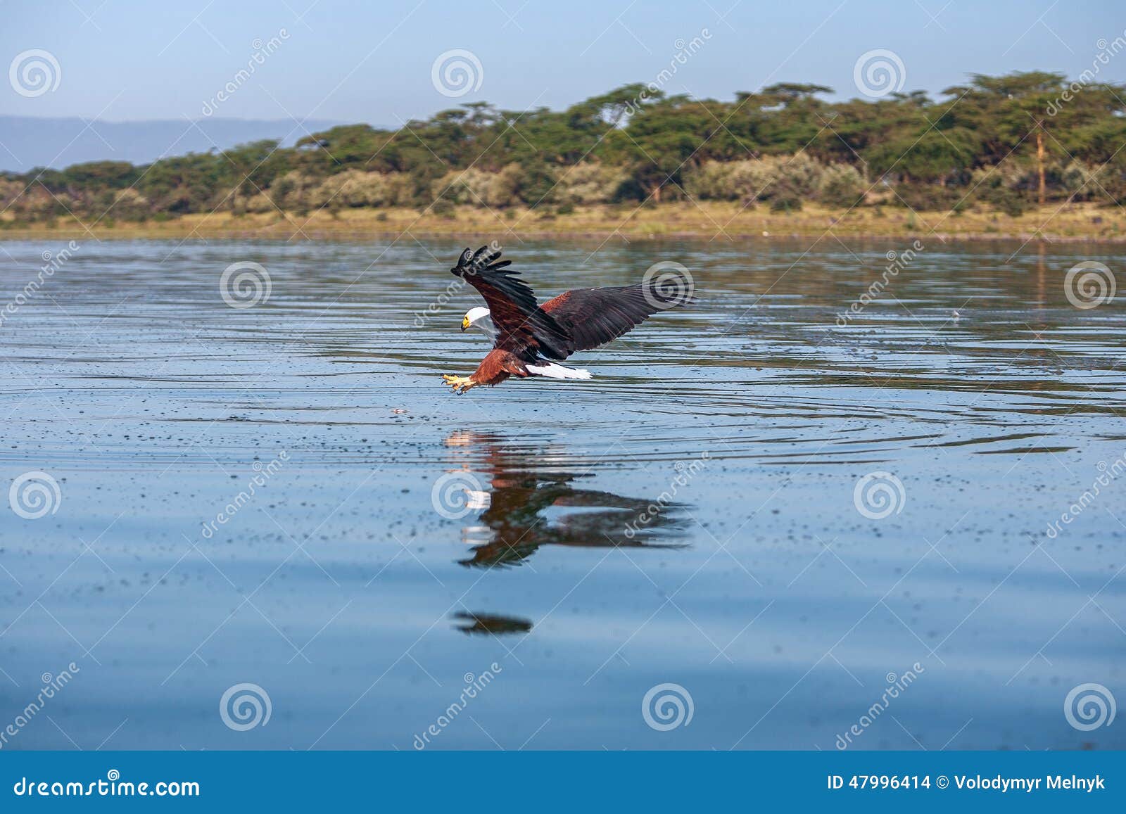 Hawk flying over the water stock photo. Image of fast - 47996414