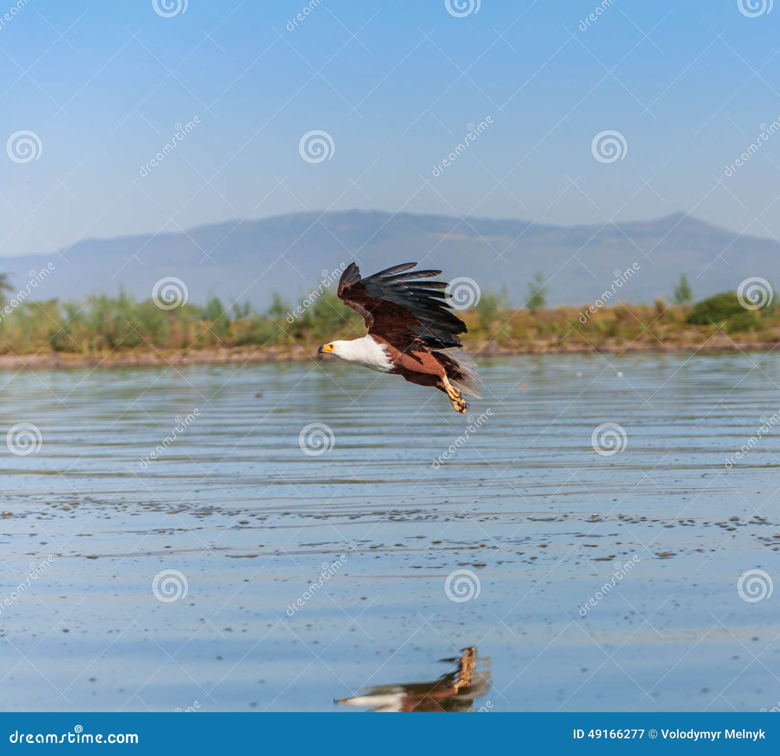 Hawk flying over the water stock image. Image of lake - 49166277