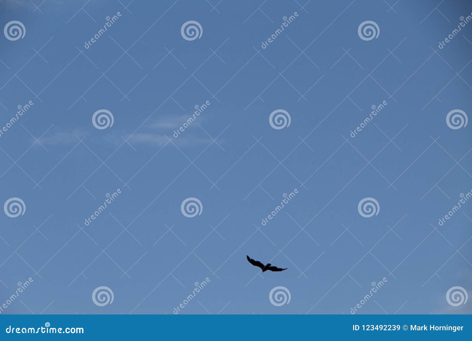 Hawk flying overhead stock image. Image of blooming - 123492239