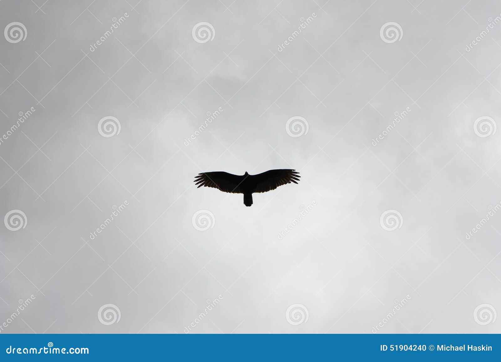 Hawk flying overhead stock photo. Image of silhouette - 51904240