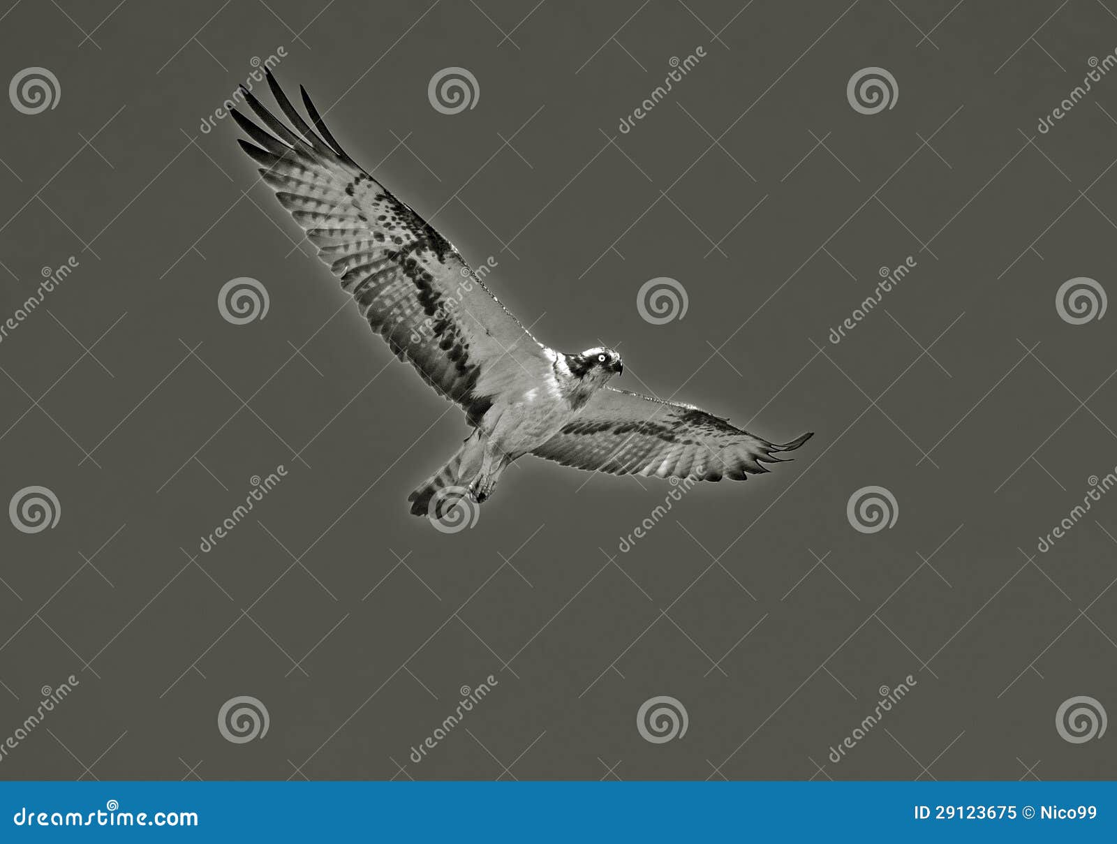 Hawk flying in sky stock image. Image of animal, falcon - 29123675
