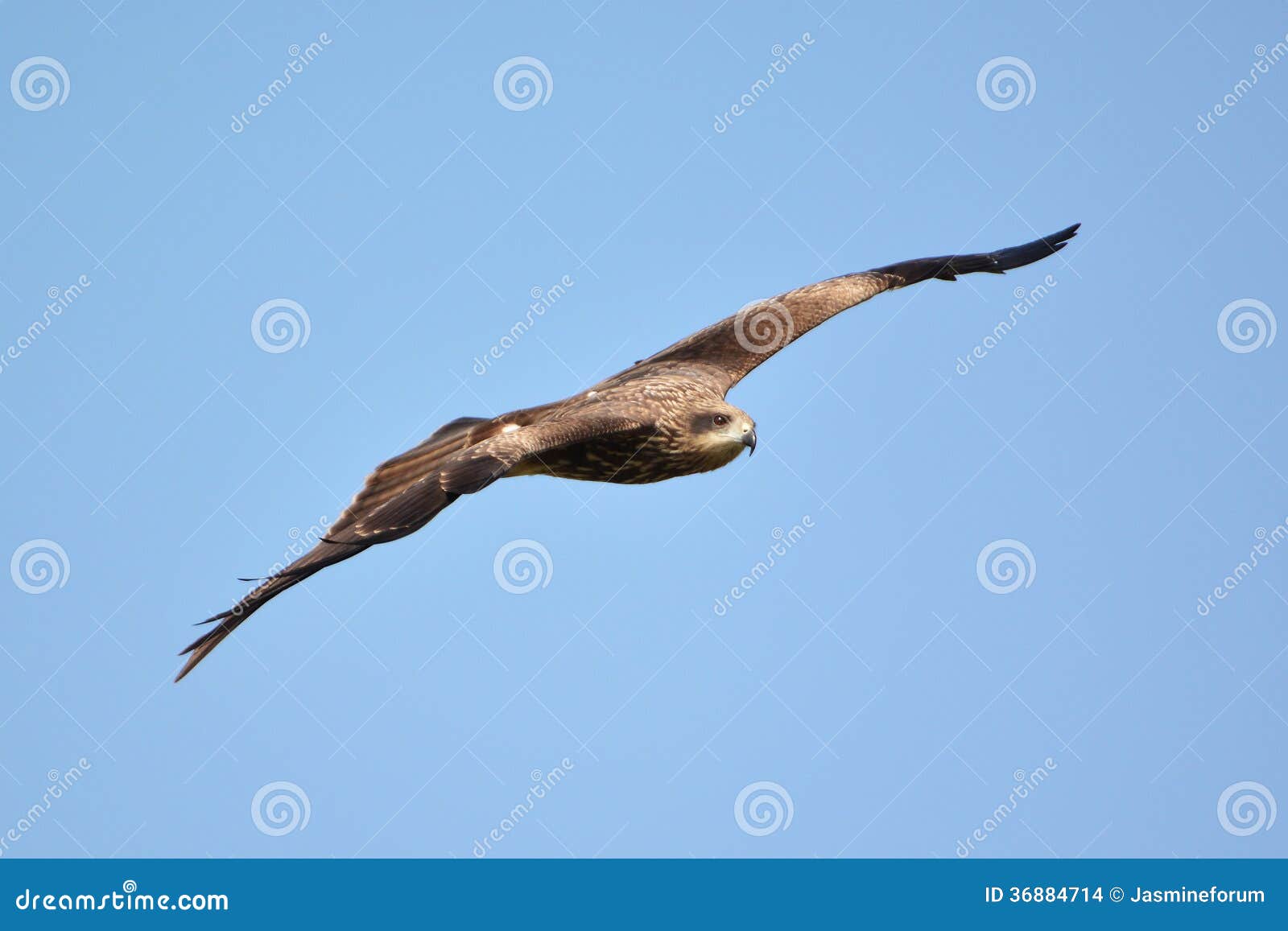 Hawk flying stock photo. Image of flying, looking, surround - 36884714