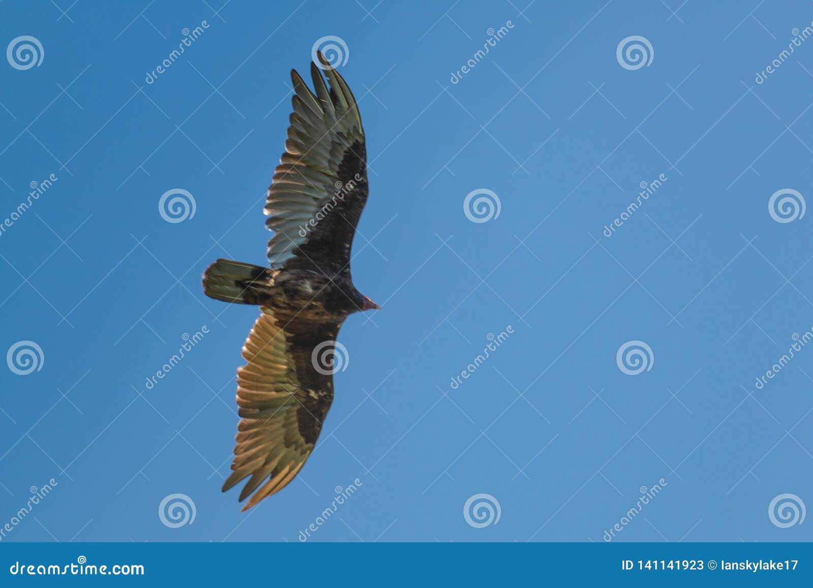 Hawk Flying in the sky stock image. Image of background - 141141923