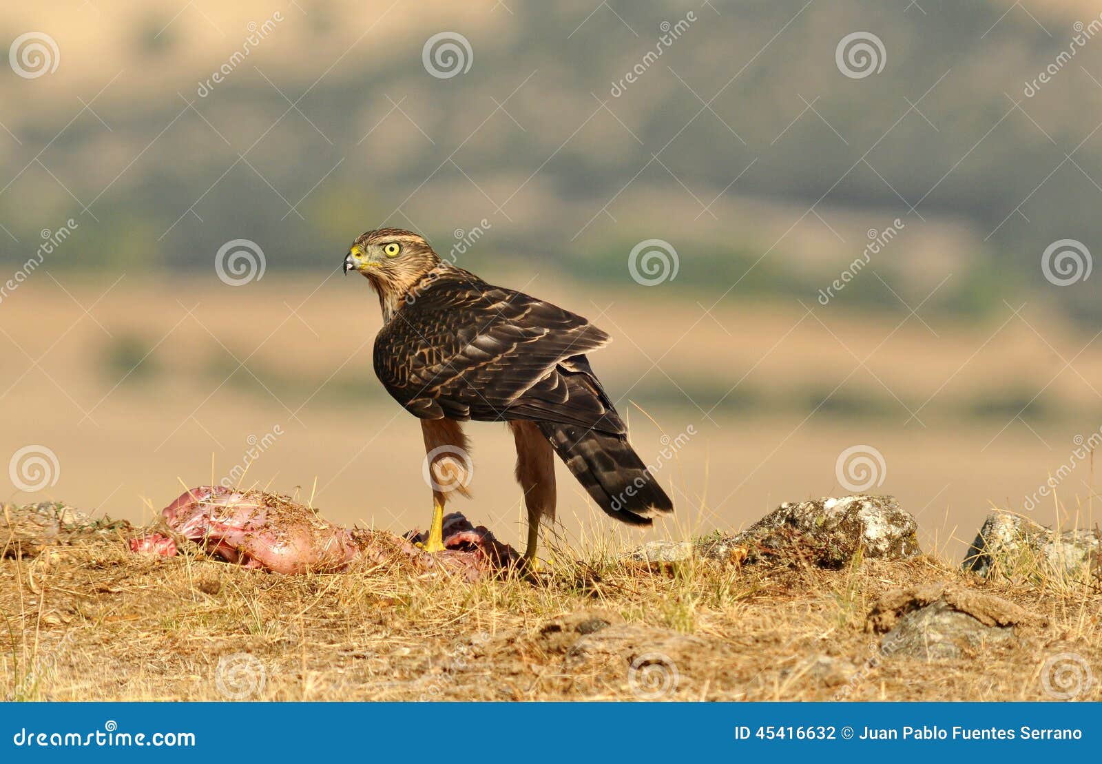 Hawk with Food in the Field Stock Photo - Image of fighting, biology ...