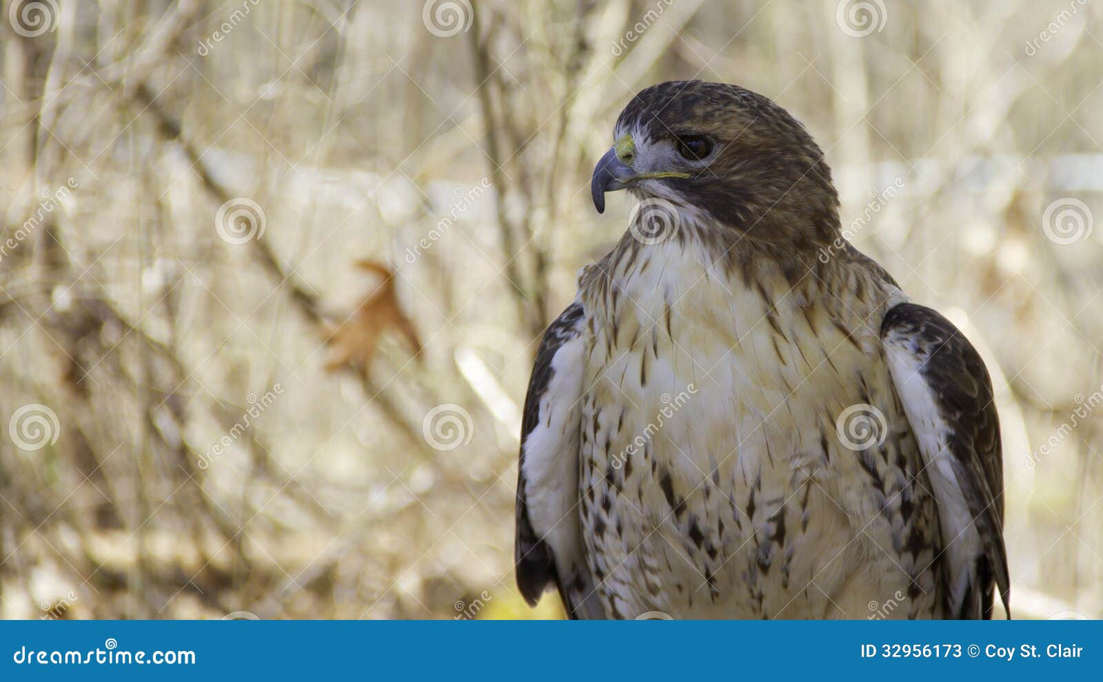 Hawk and forest stock image. Image of claw, nature, beak - 32956173