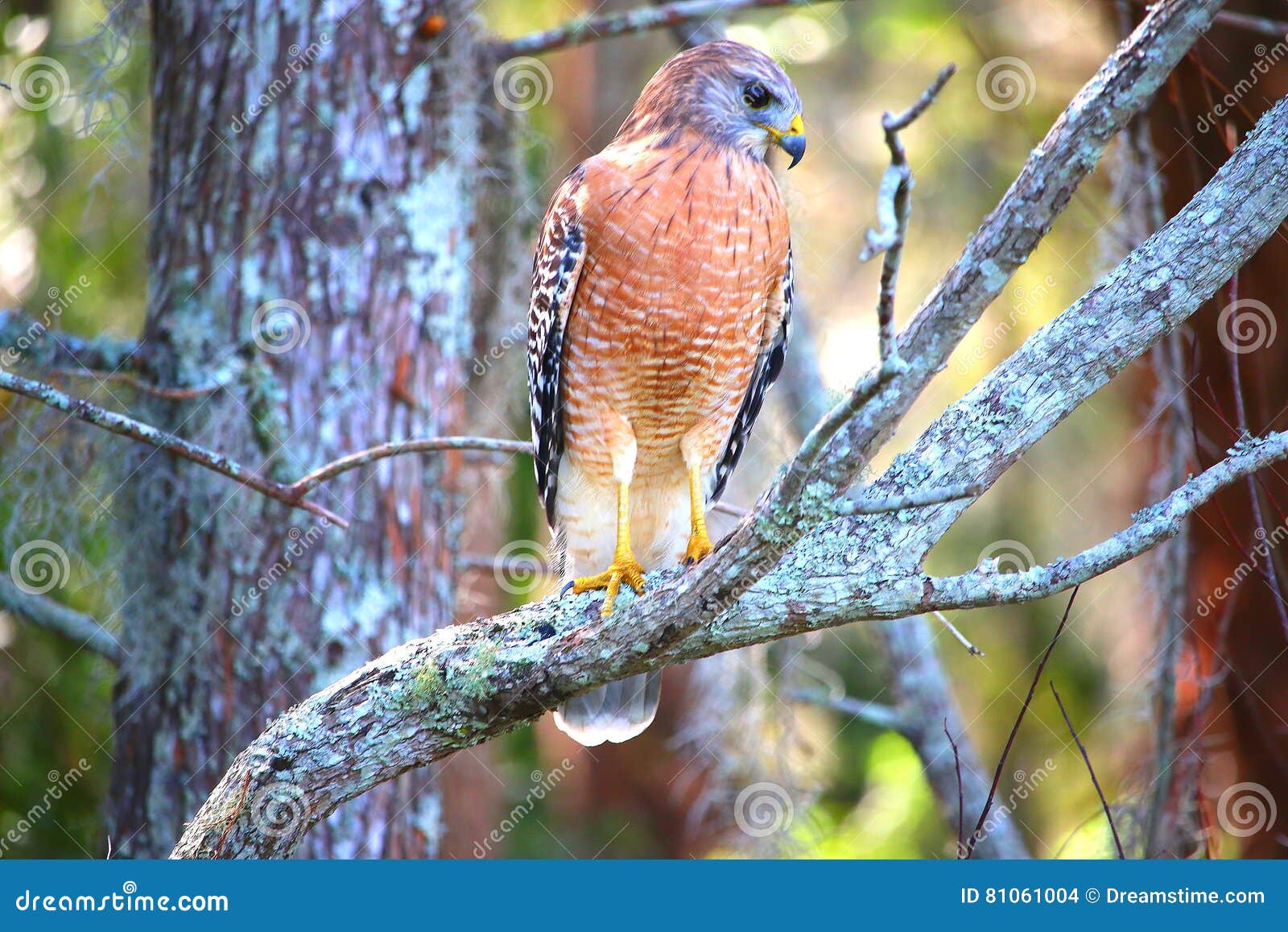 Hawk with full body stance stock photo. Image of tree - 81061004