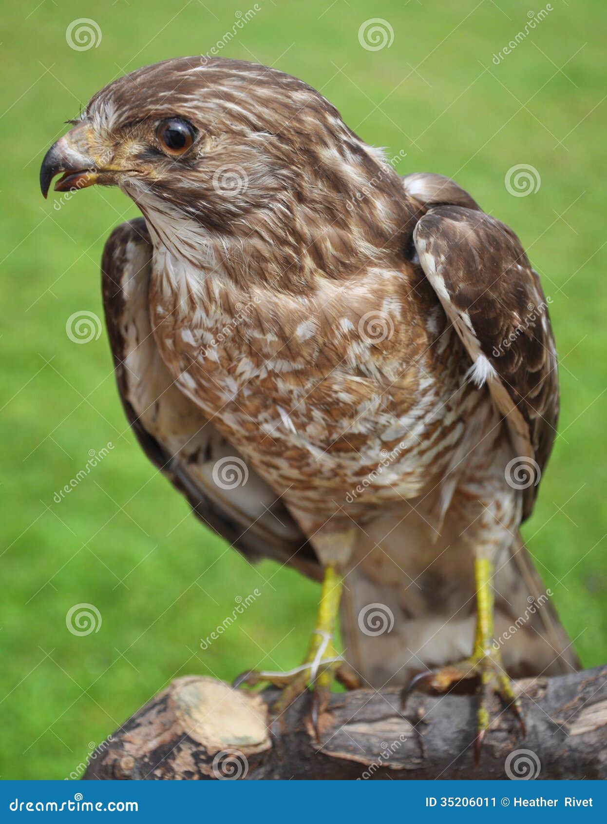 Hawk Full View Royalty-Free Stock Photo | CartoonDealer.com #35206011