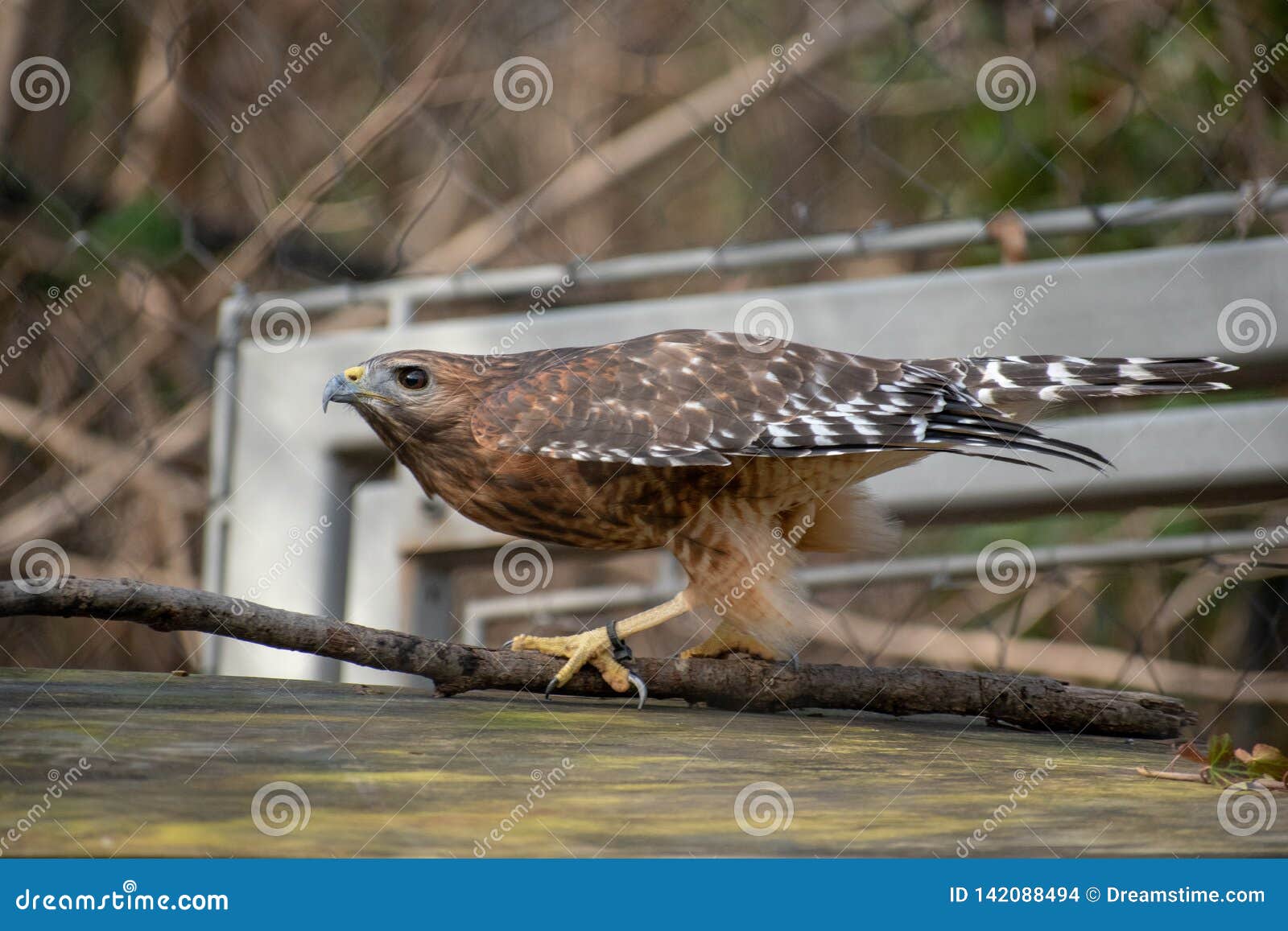 Hawk about To Take Off into Flight Stock Photo - Image of detail, hank ...