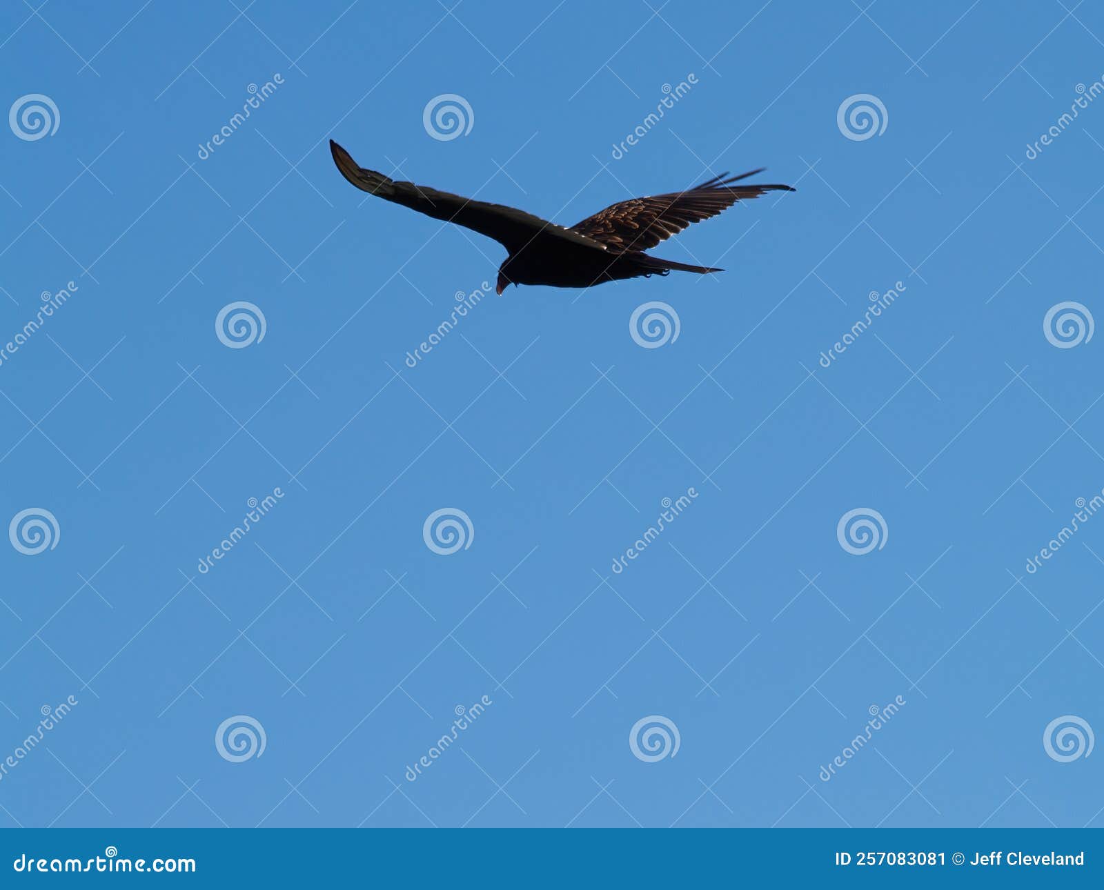 Hawk Gliding with Spread Wings Against Clear Blue Sky Stock Image ...