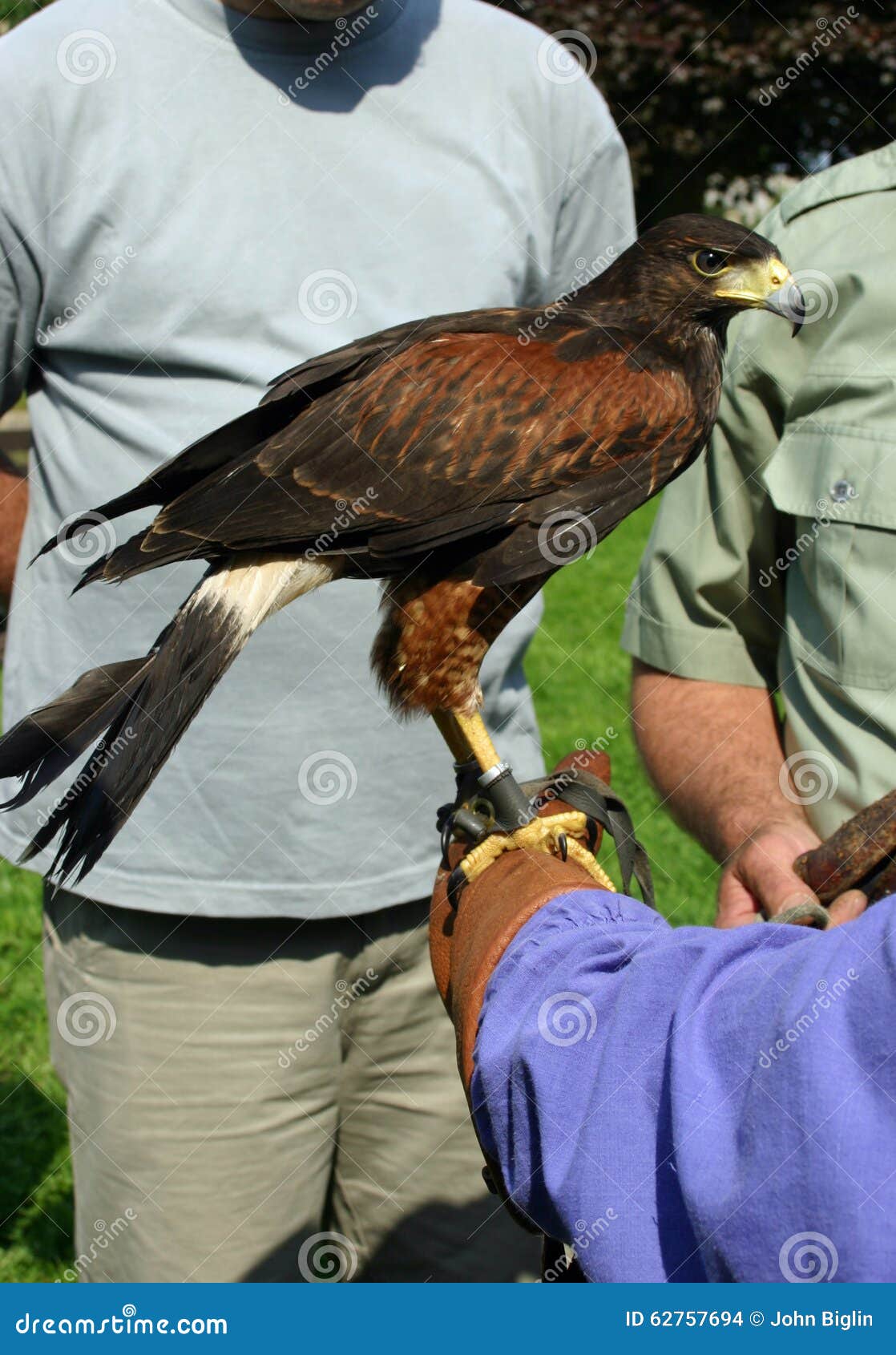 Hawk on gloved hand stock photo. Image of unidentifiable - 62757694