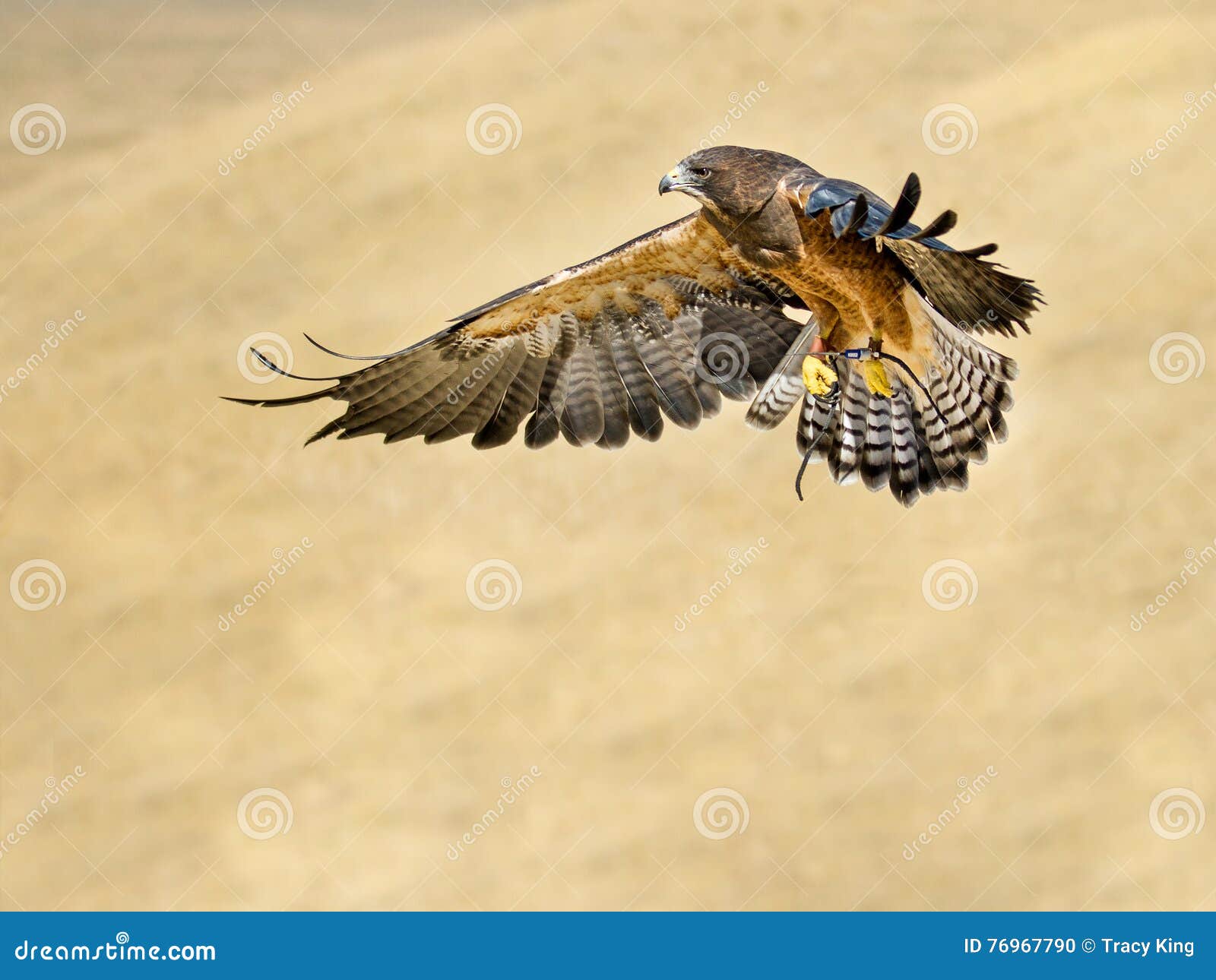 Hawk going in for the kill stock photo. Image of strong - 76967790