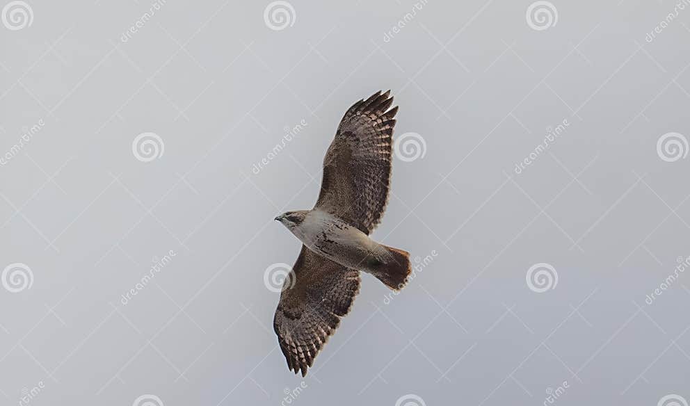 Hawk Gracefully Gliding in Overcast Skies. Stock Image - Image of ...