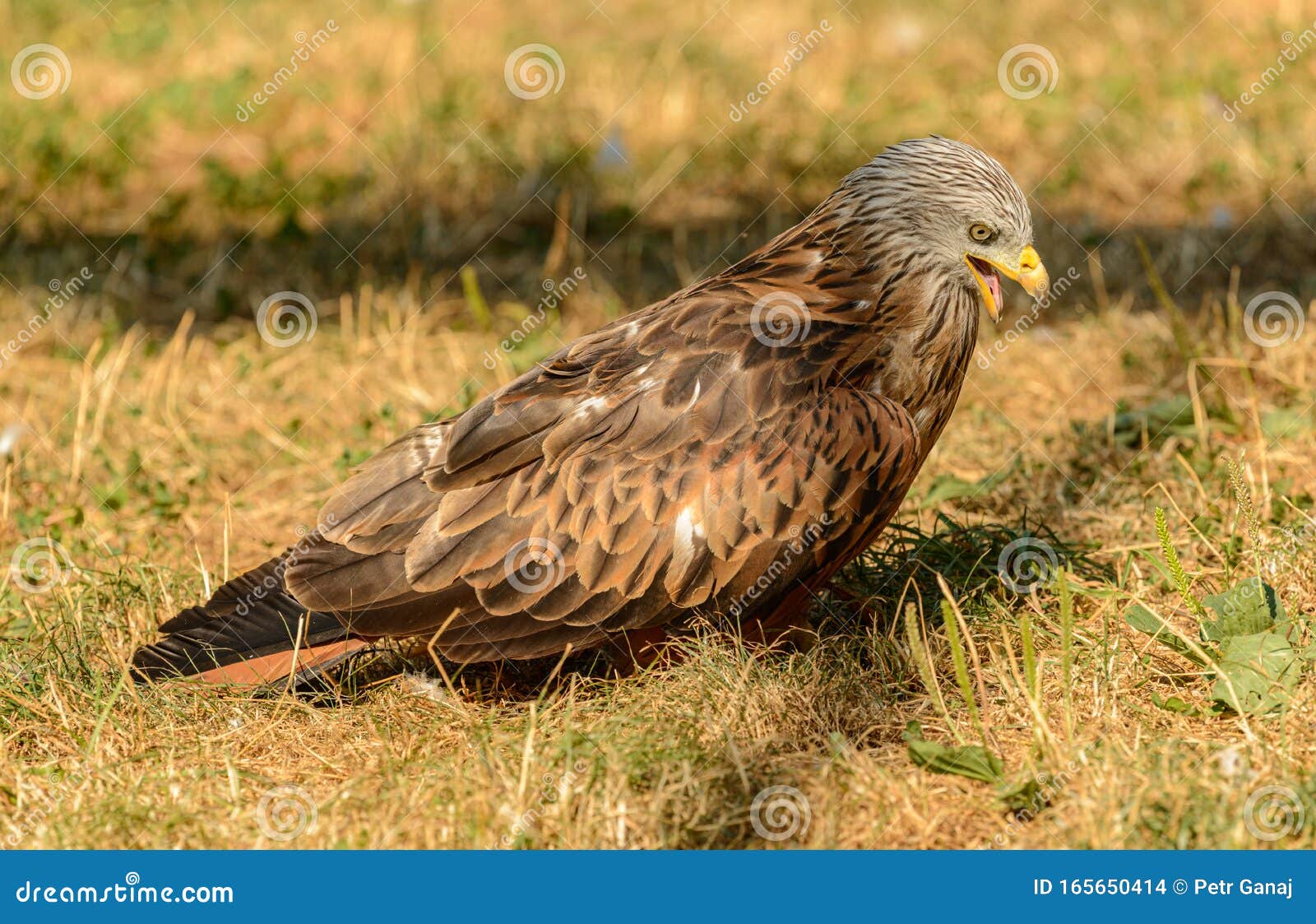 Hawk on the Ground Looking in Grass Stock Photo - Image of face ...