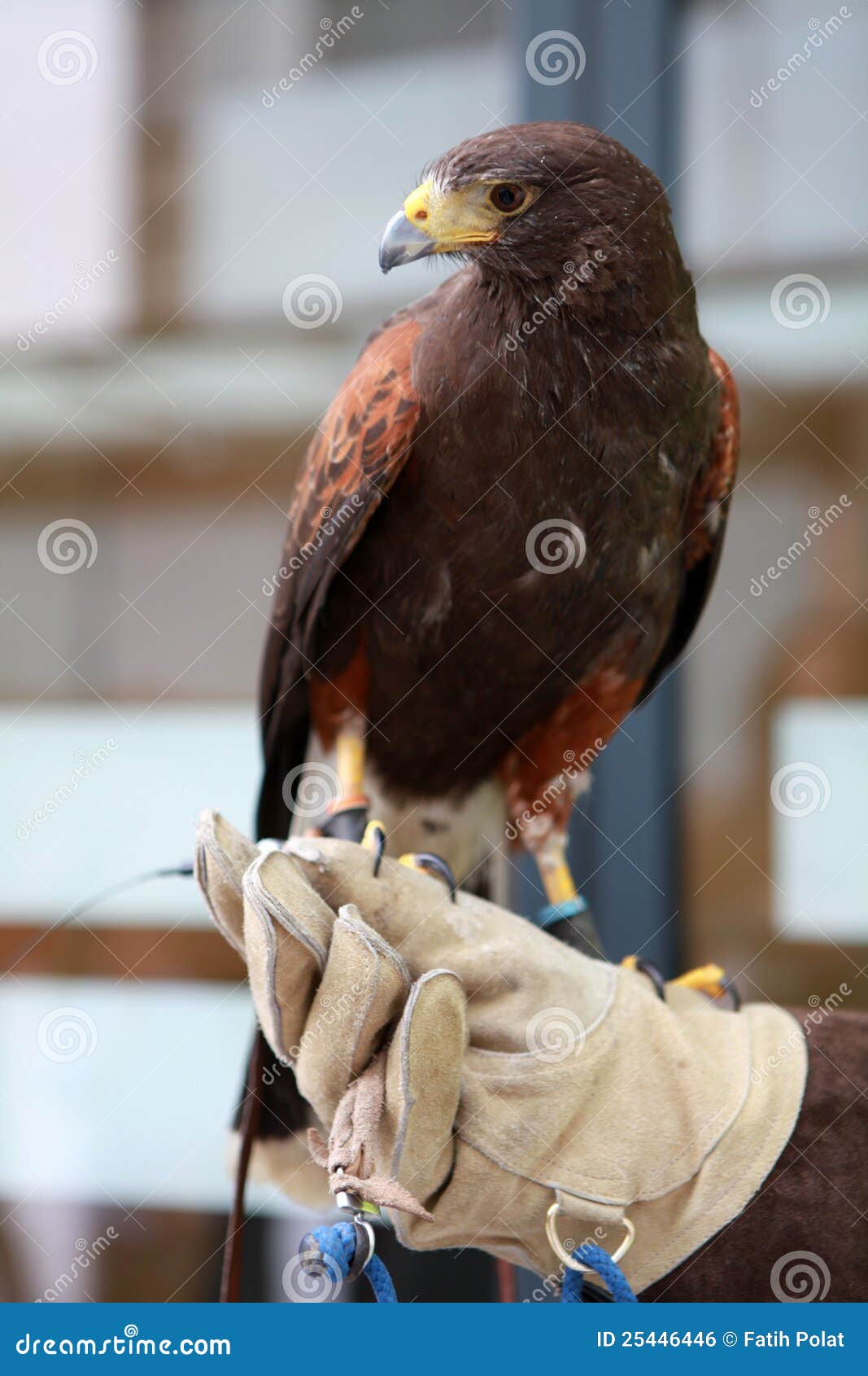 The hawk on the hand. stock photo. Image of hand, falcon - 25446446