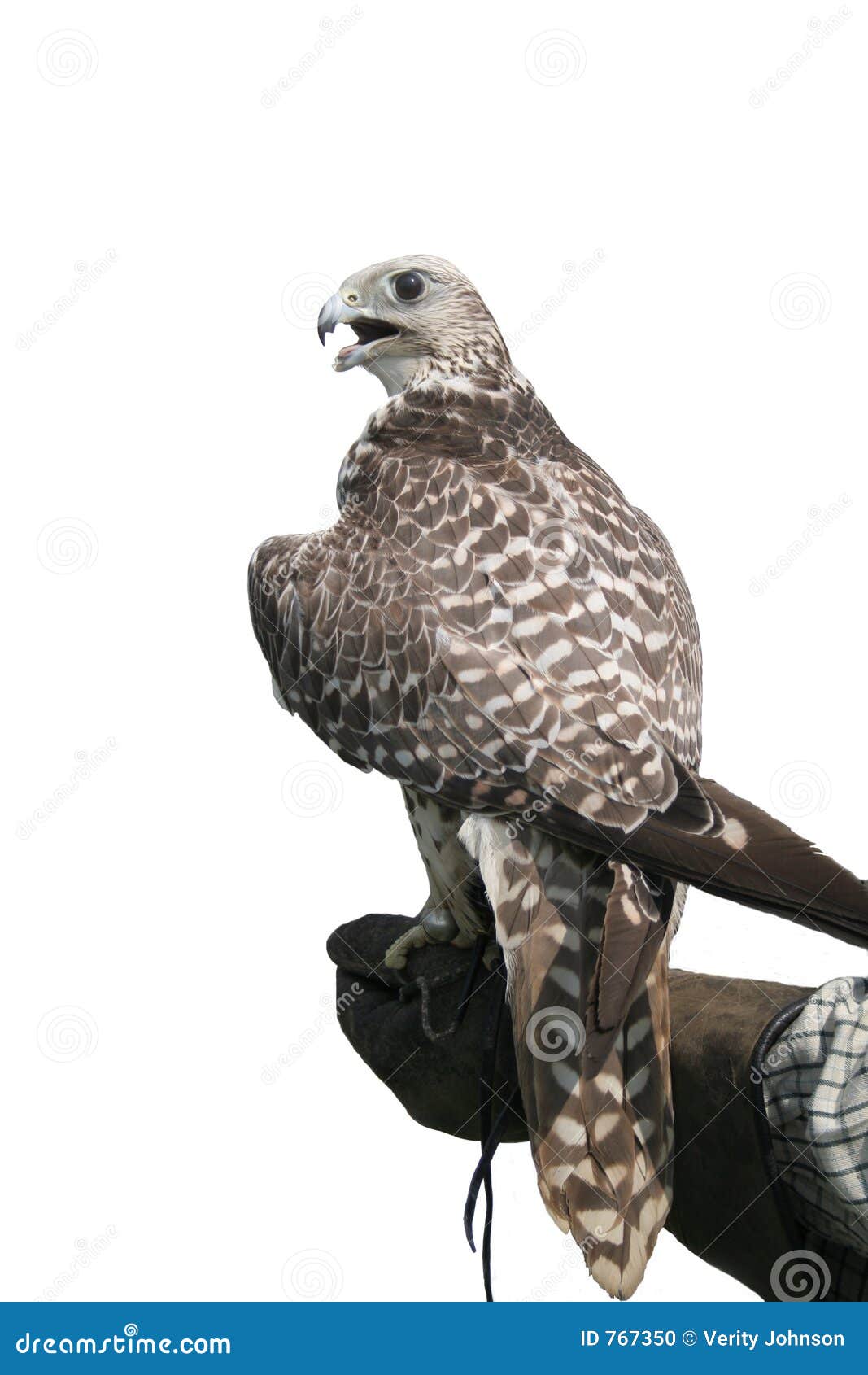 Hawk in the hand stock photo. Image of carnivore, desert - 767350
