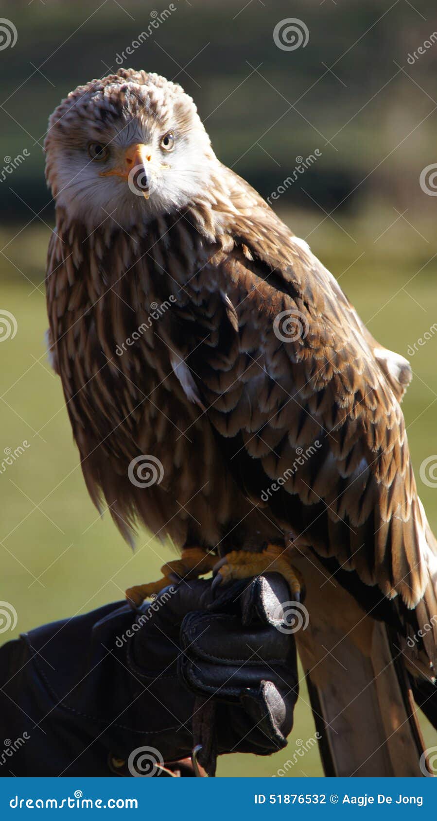 Hawk on hand of trainer stock photo. Image of falconery - 51876532