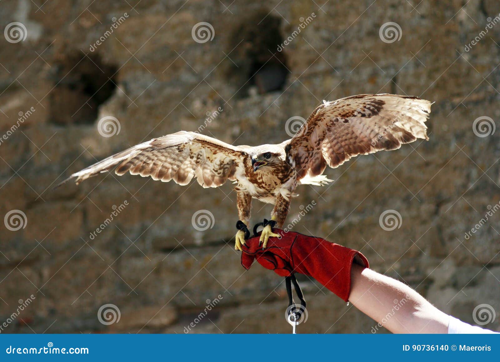 Hawk on the hand stock photo. Image of rope, beak, bird - 90736140
