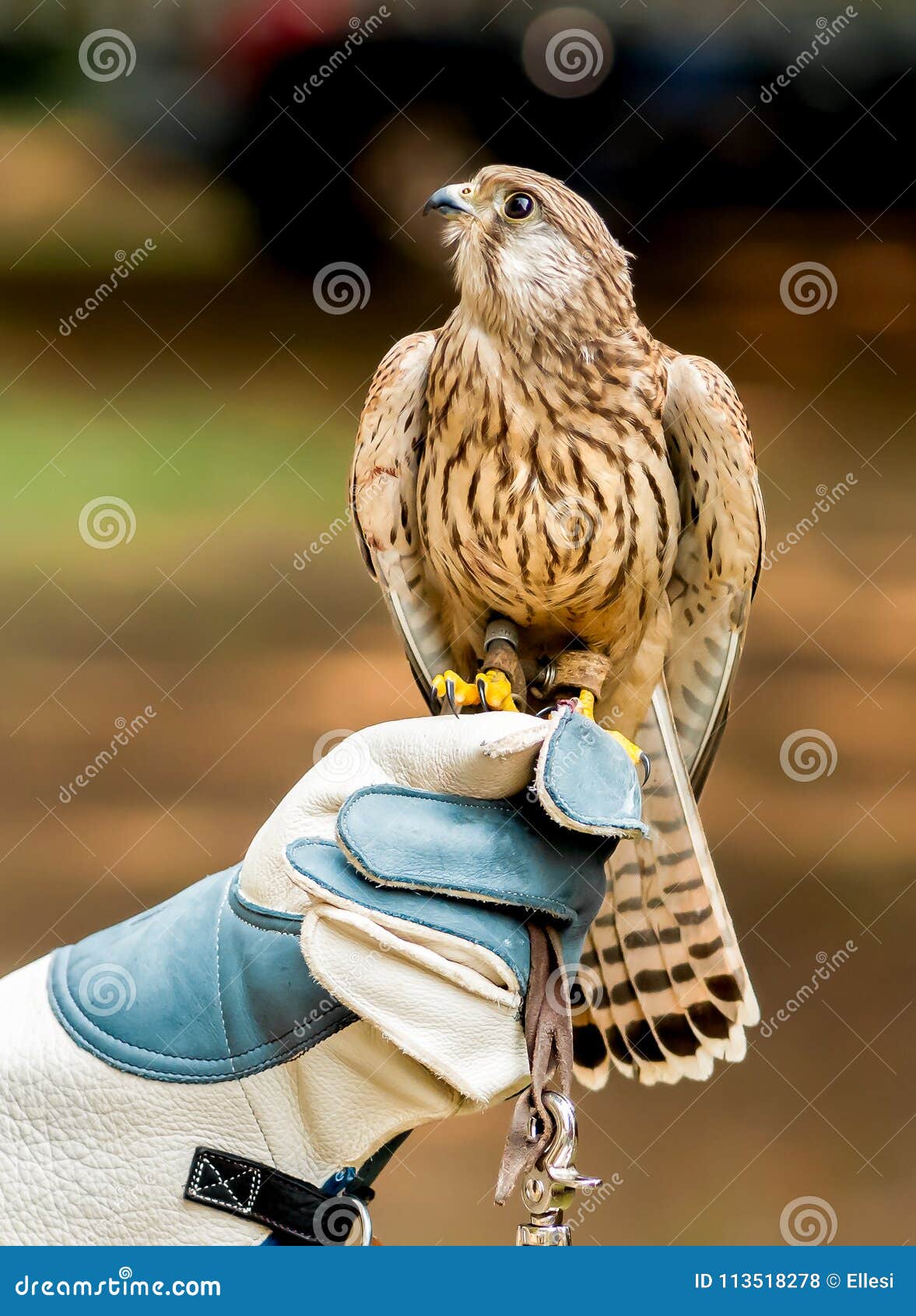 Hawk on Handlers Hand and Looking Up Stock Photo - Image of hawk ...