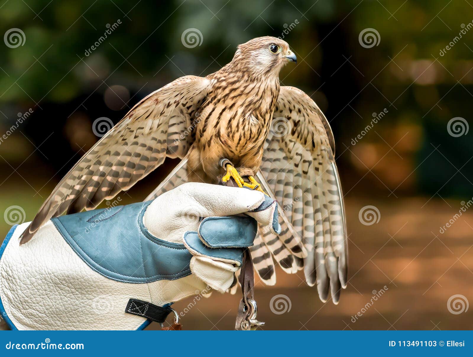 Hawk on Handlers Hand with Open Wings Stock Image - Image of ...