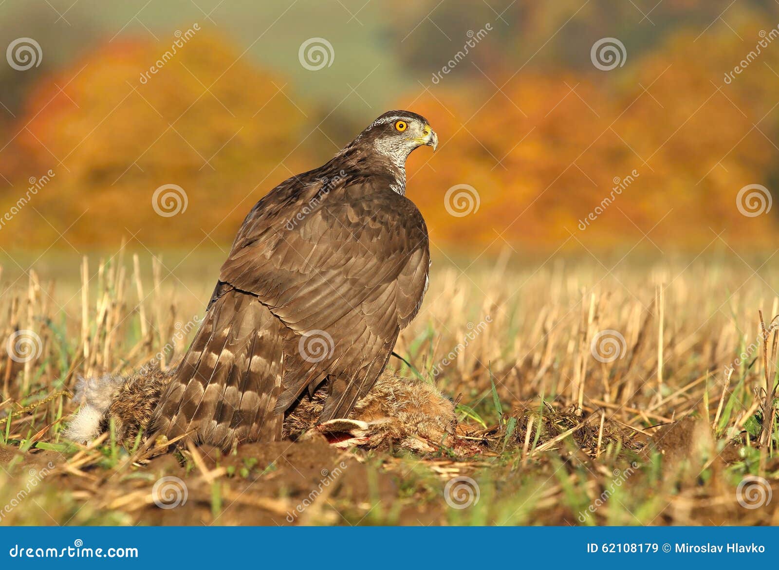 Hawk with hare stock image. Image of beak, wing, carnivore - 62108179