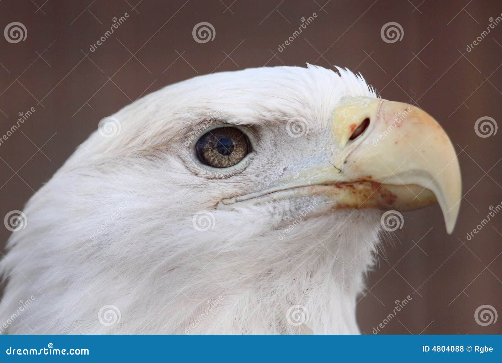 Hawk head stock photo. Image of portrait, bird, hawk, profile - 4804088