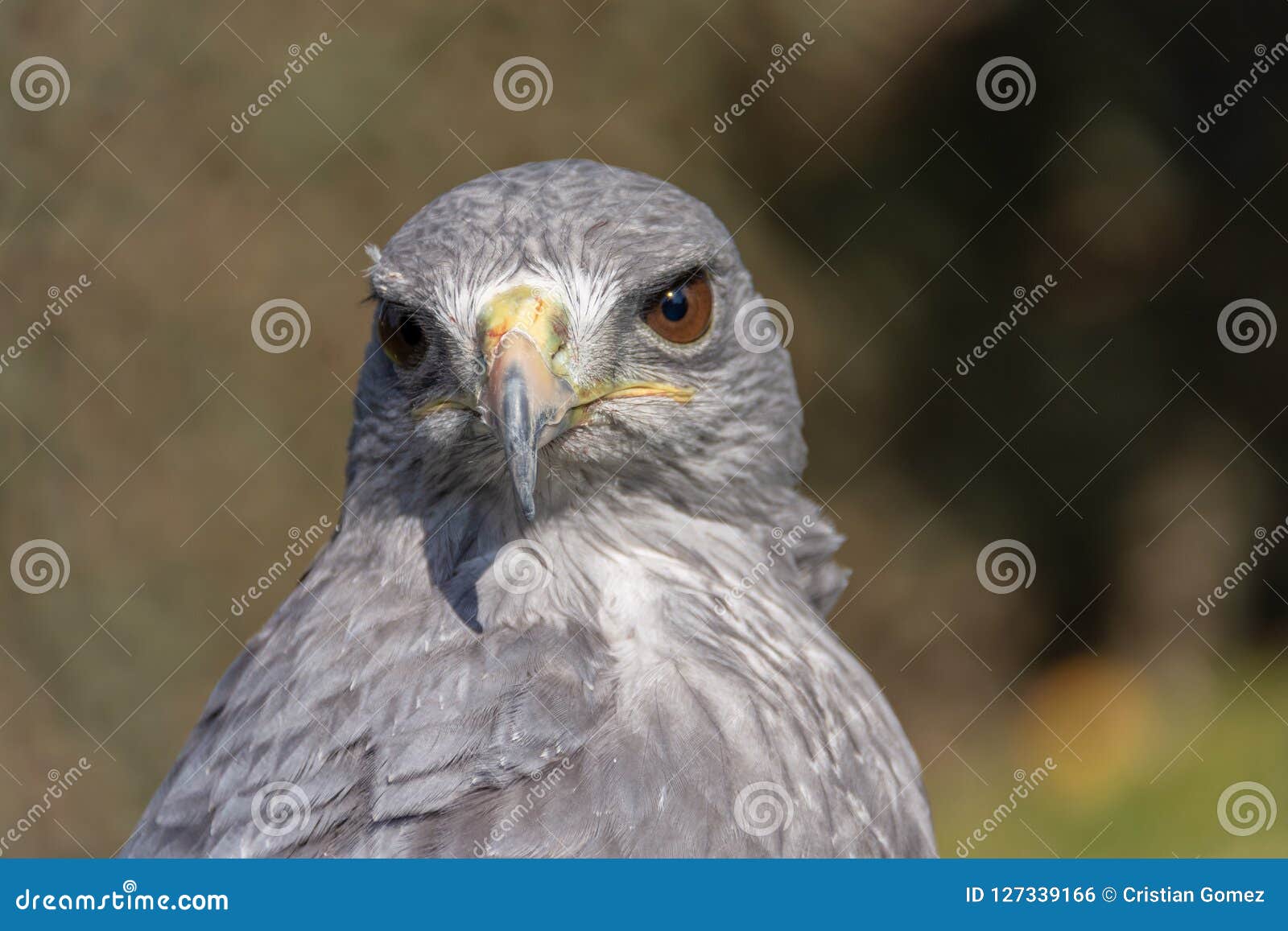 Hawk watching the camera 2 stock photo. Image of closeup - 127339166