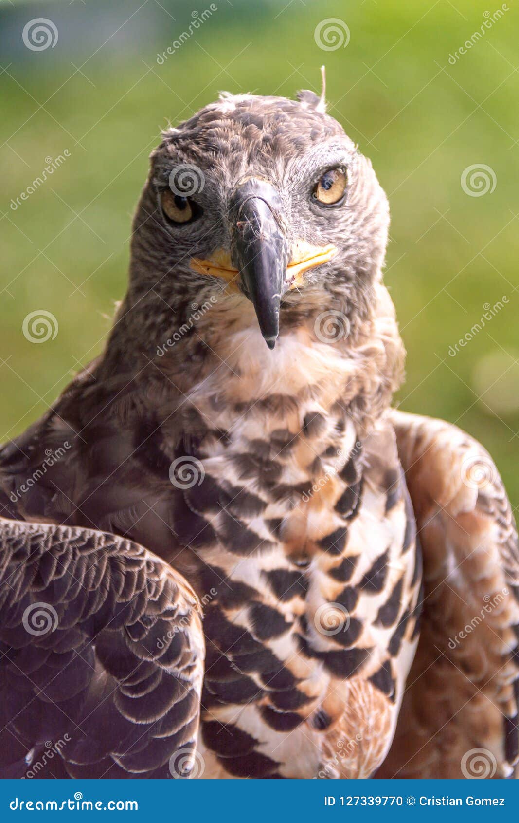 Hawk watching the camera stock photo. Image of dead - 127339770