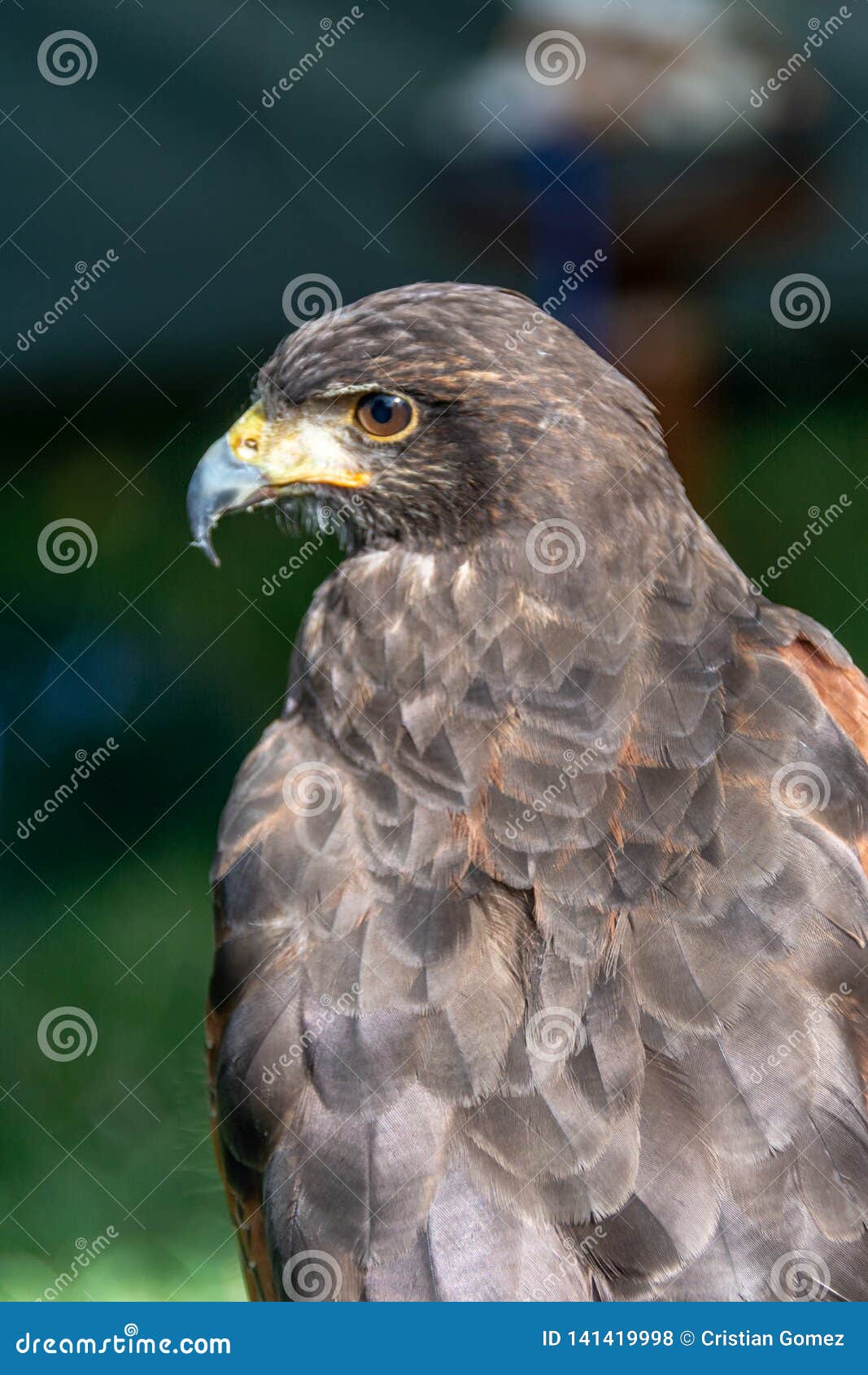 Hawk details stock photo. Image of animal, dead, fishing - 141419998